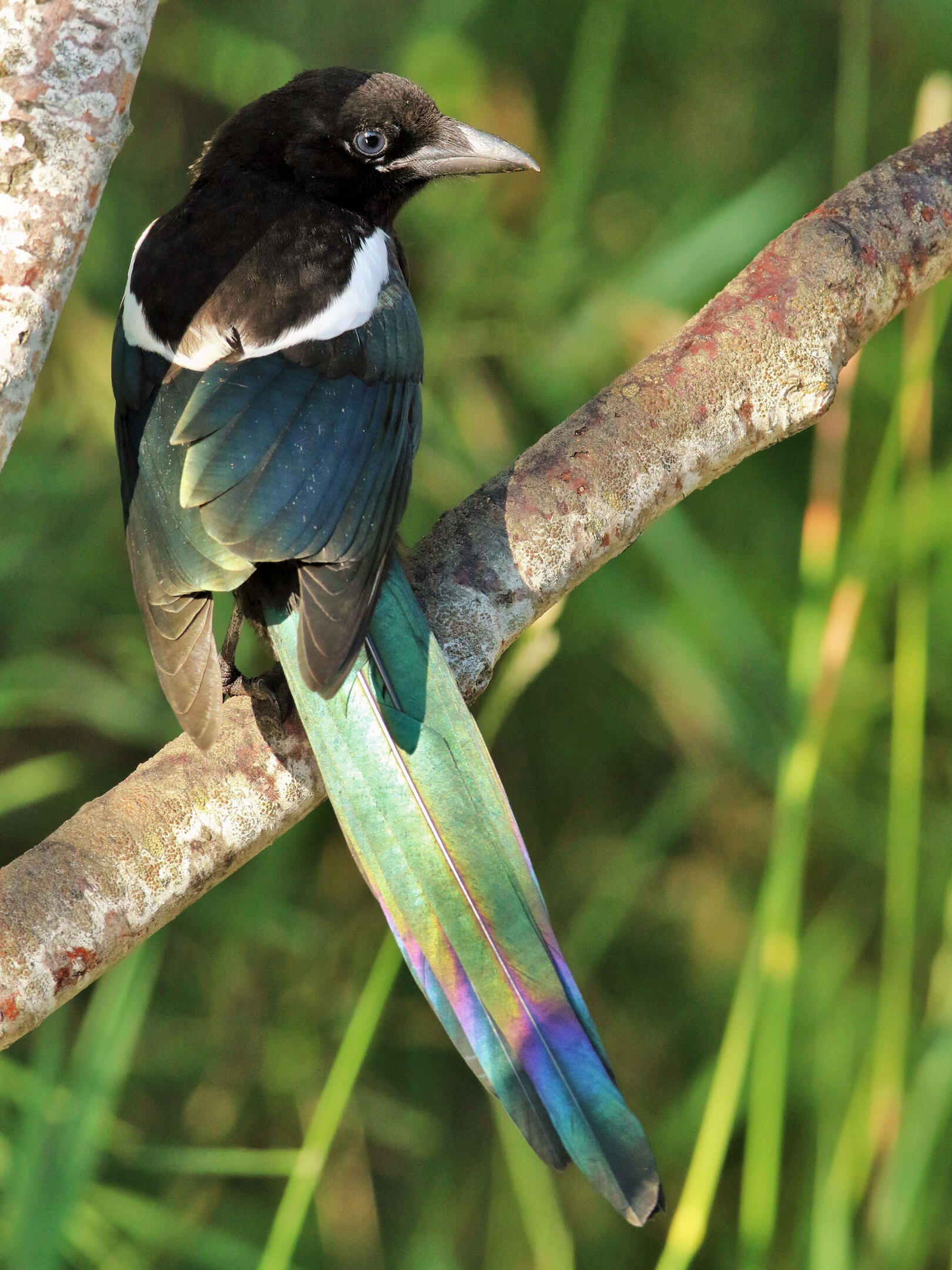 Black-billed Magpie | Audubon Field Guide