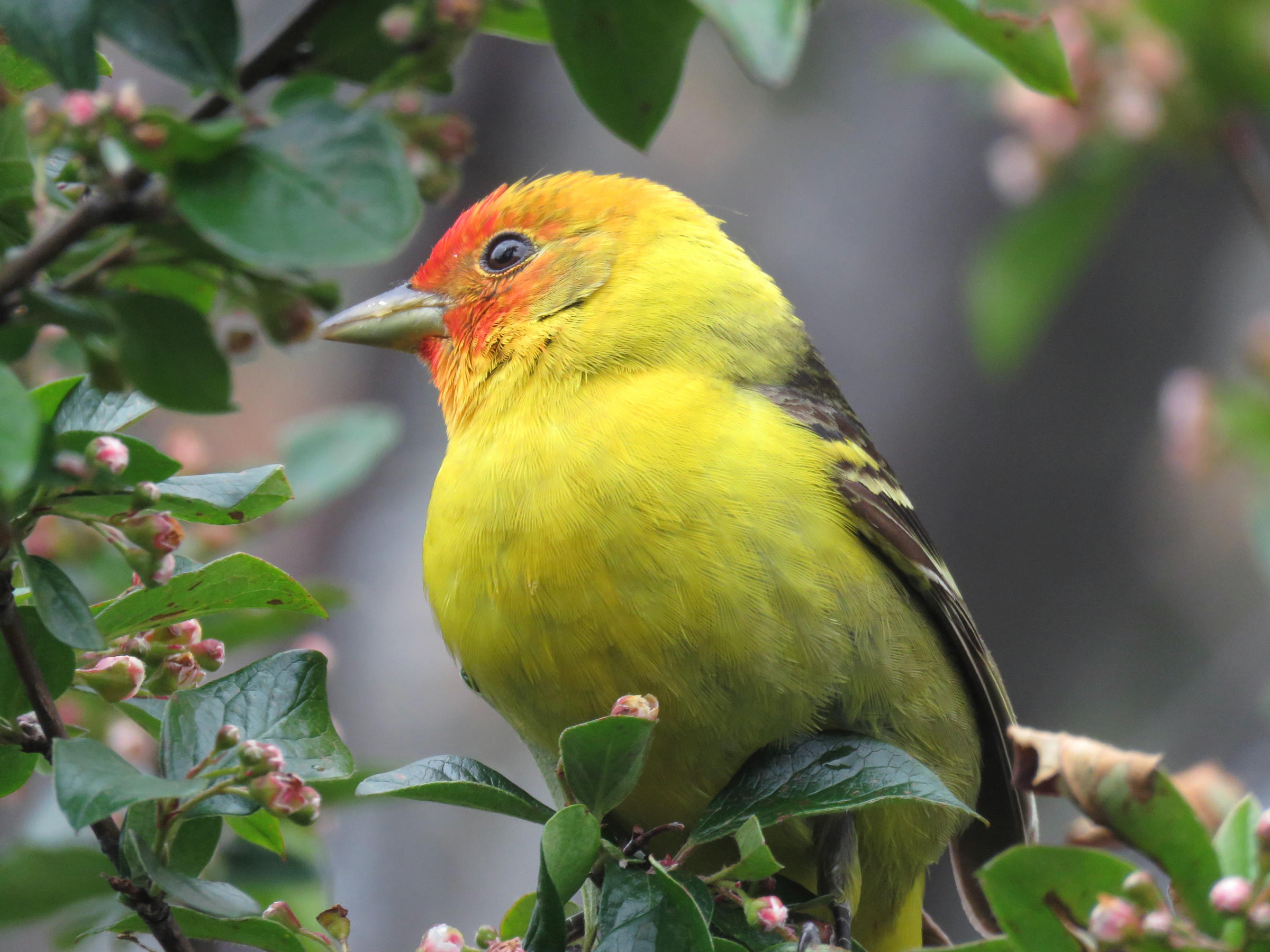 Piranga Capucha Roja | Guía de Aves