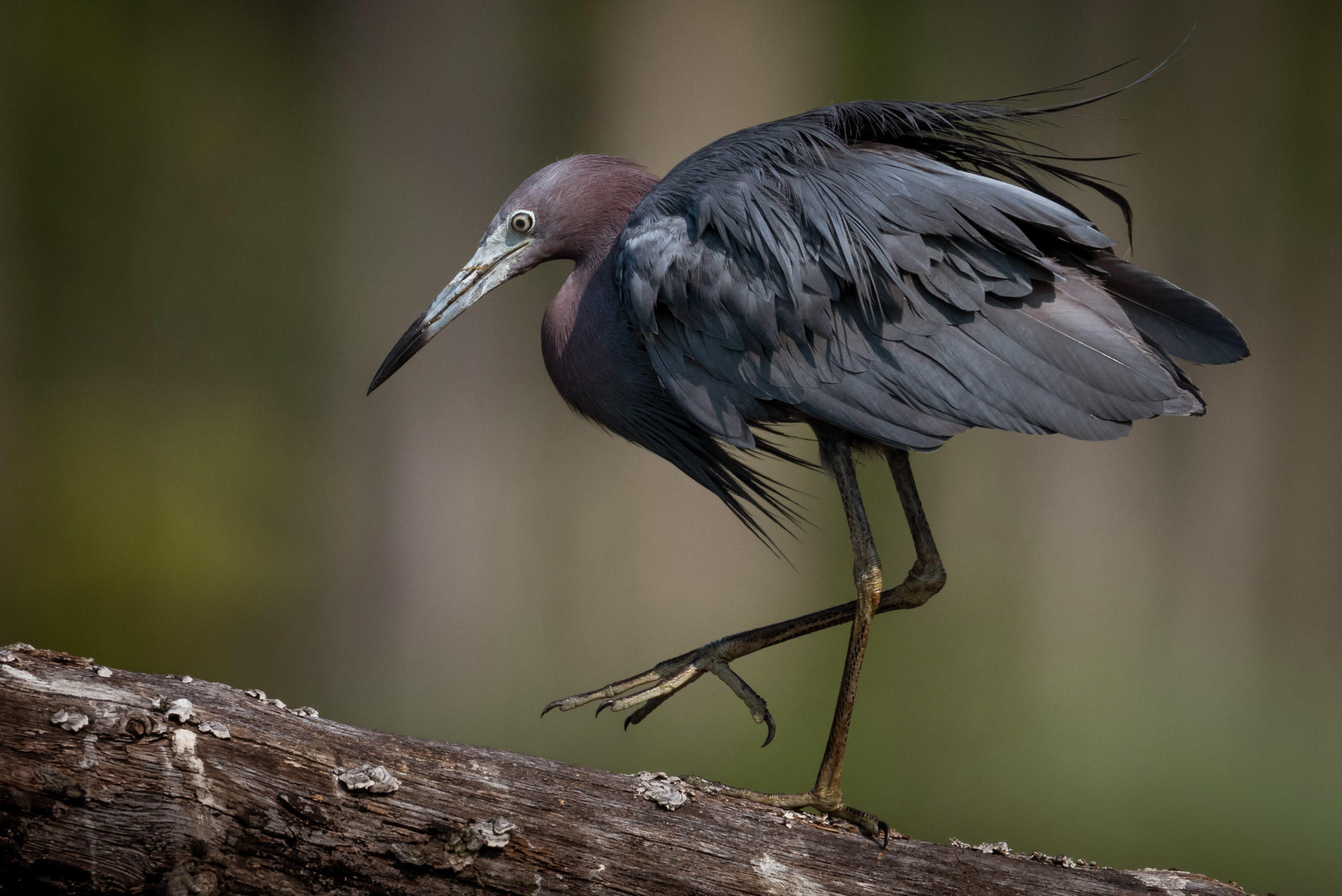 Garza Azul | Guía de Aves