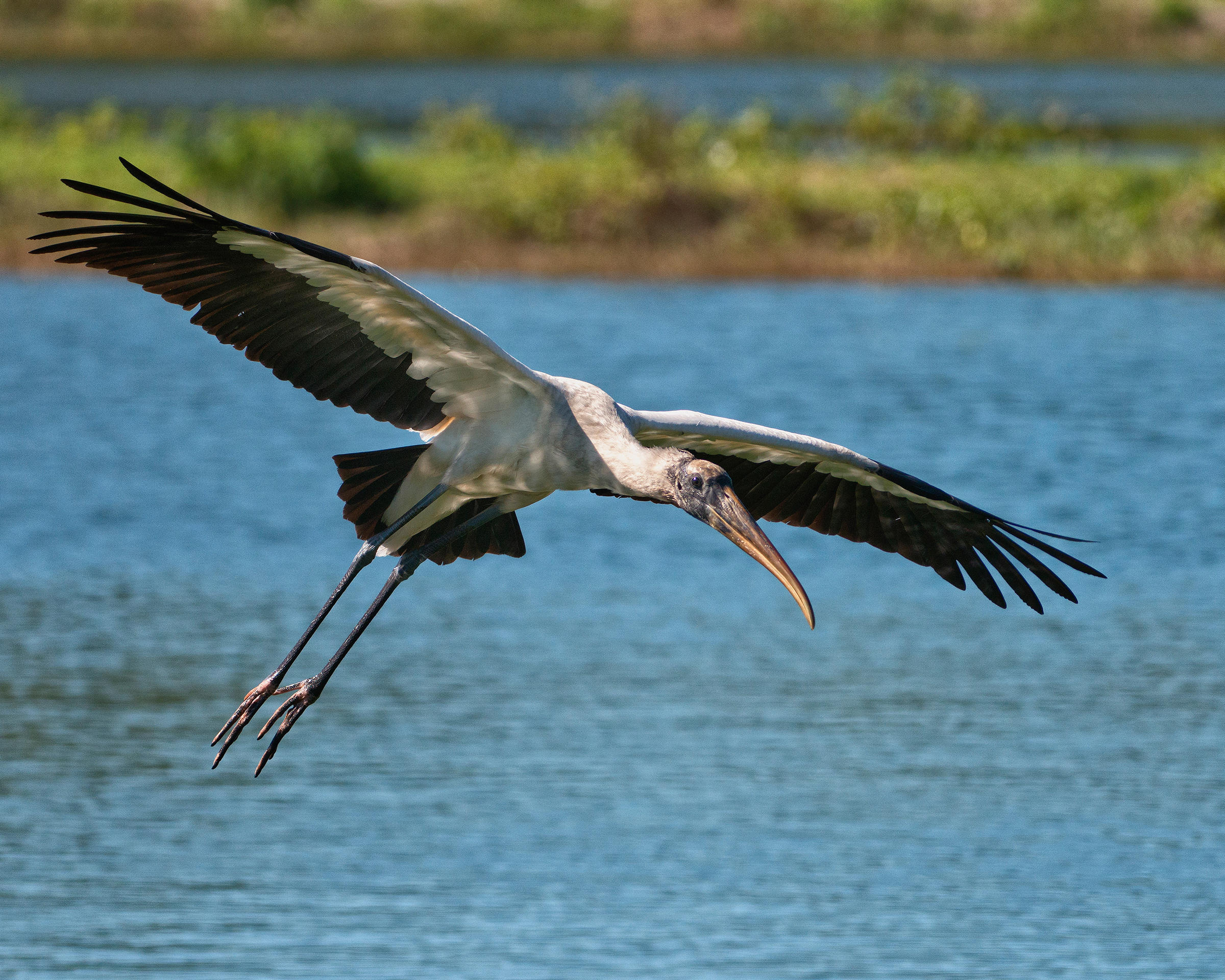 Wood Stork | Audubon Field Guide