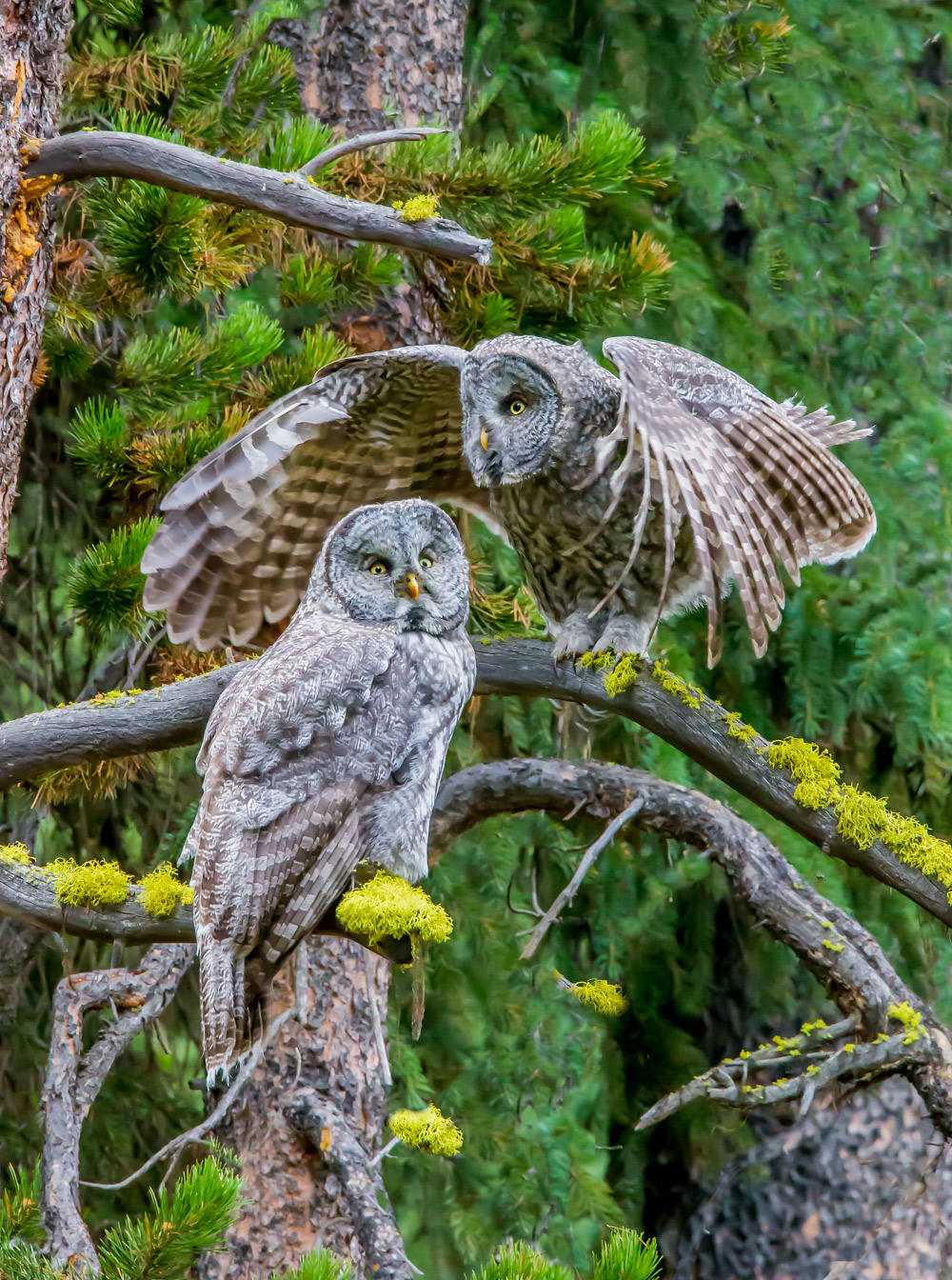Cárabo Lapón | Guía de Aves