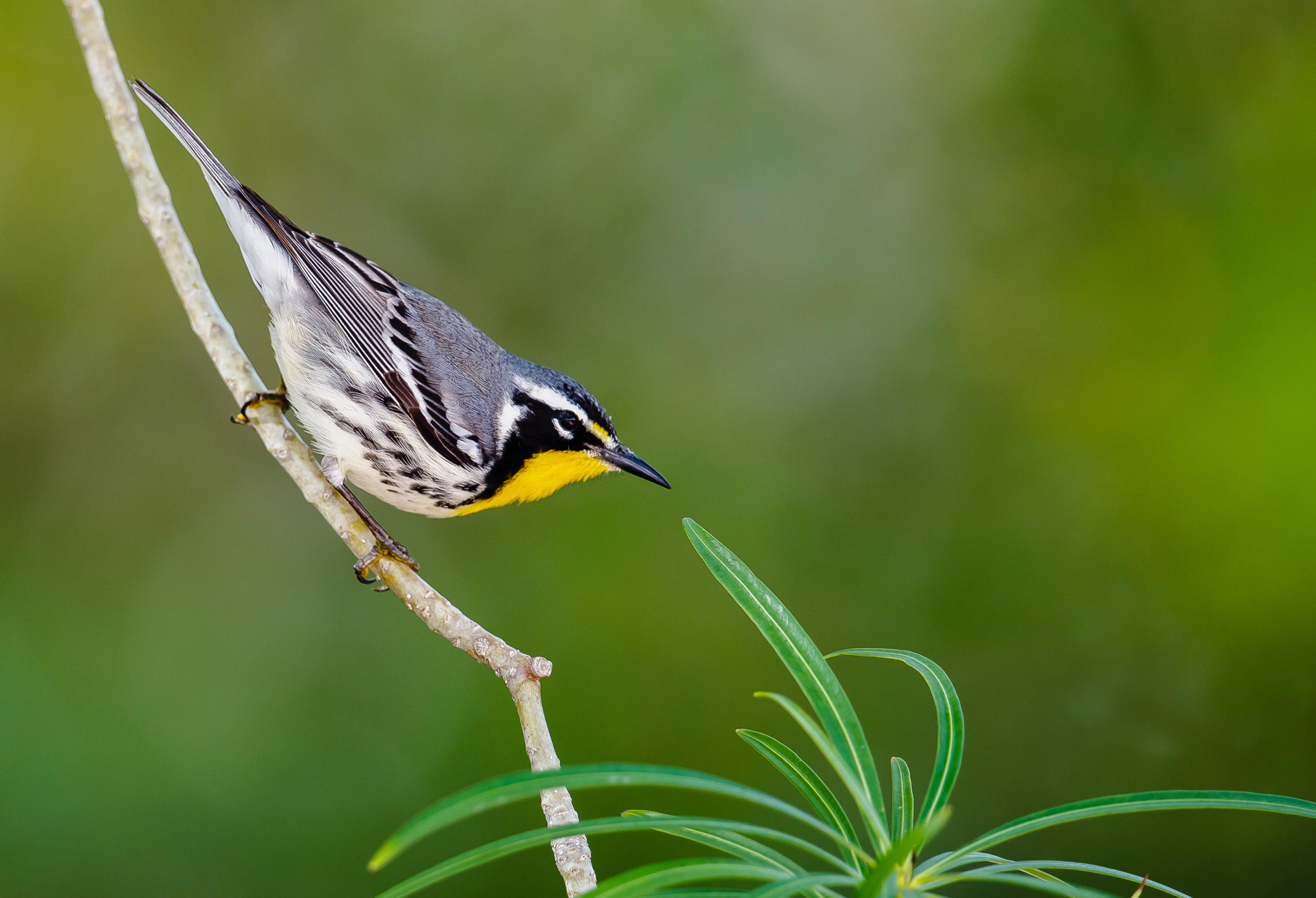 Yellow-throated Warbler | Audubon Field Guide