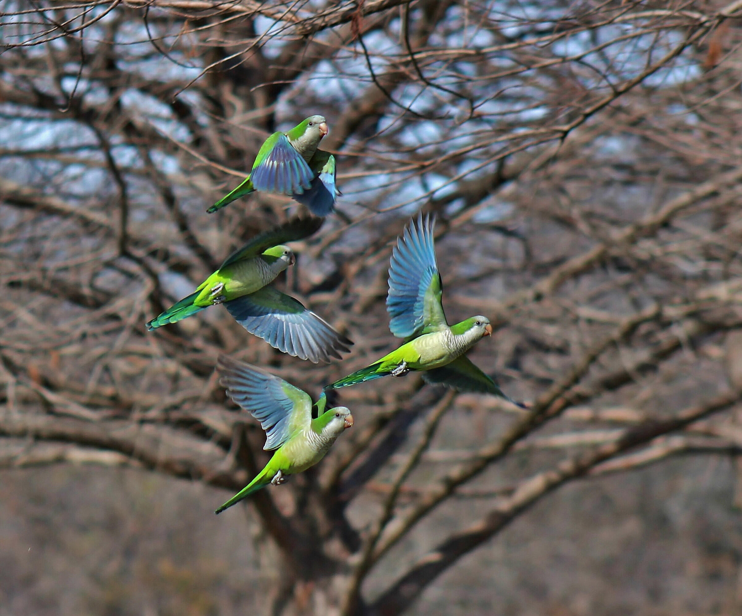 Perico Monje Argentino | Guía de Aves
