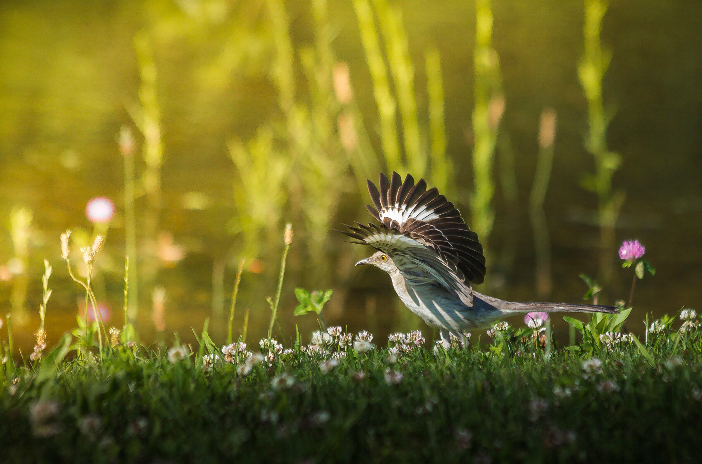 Northern Mockingbird | Audubon Field Guide