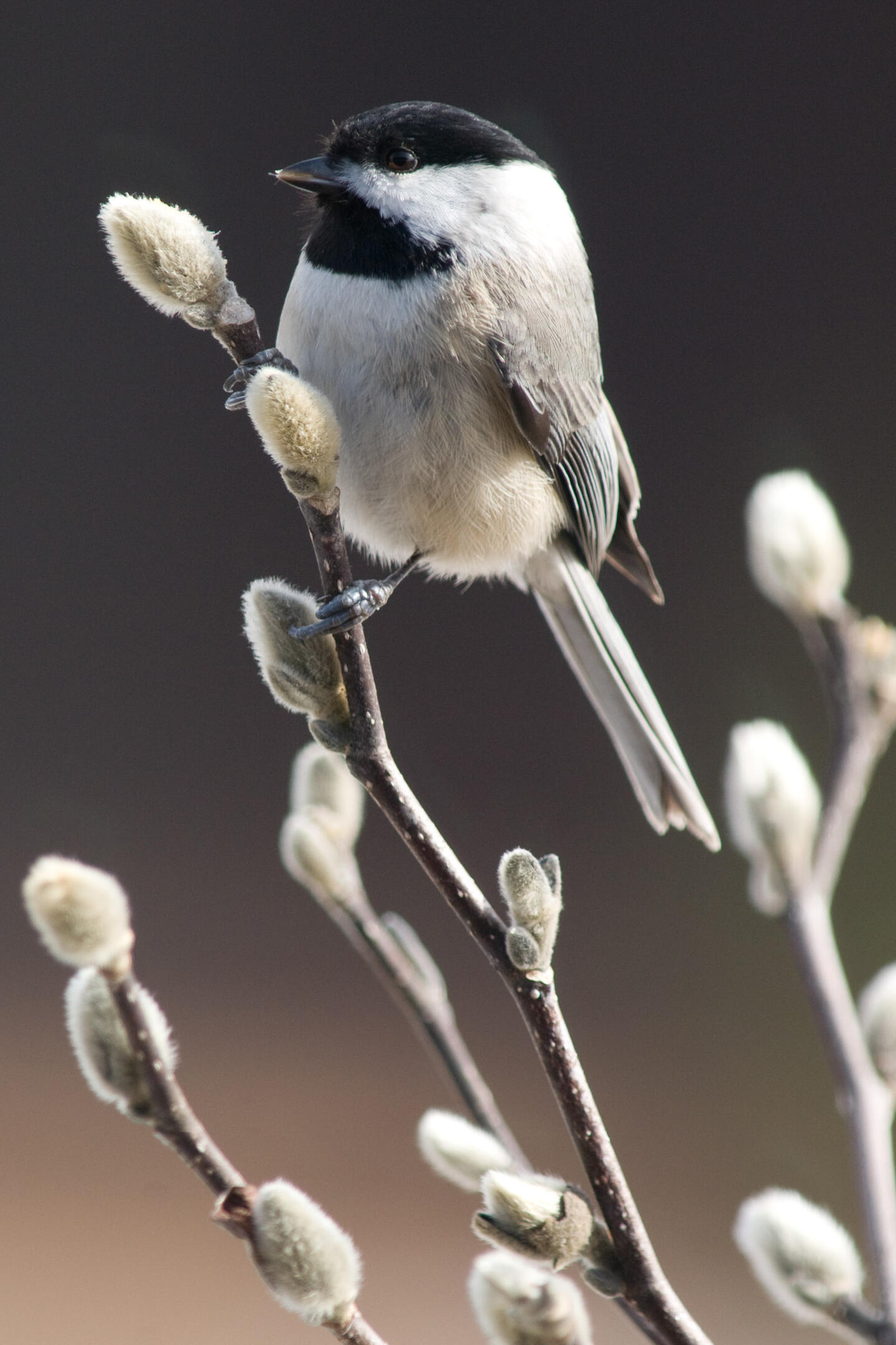 Carolina Chickadee | Audubon Field Guide