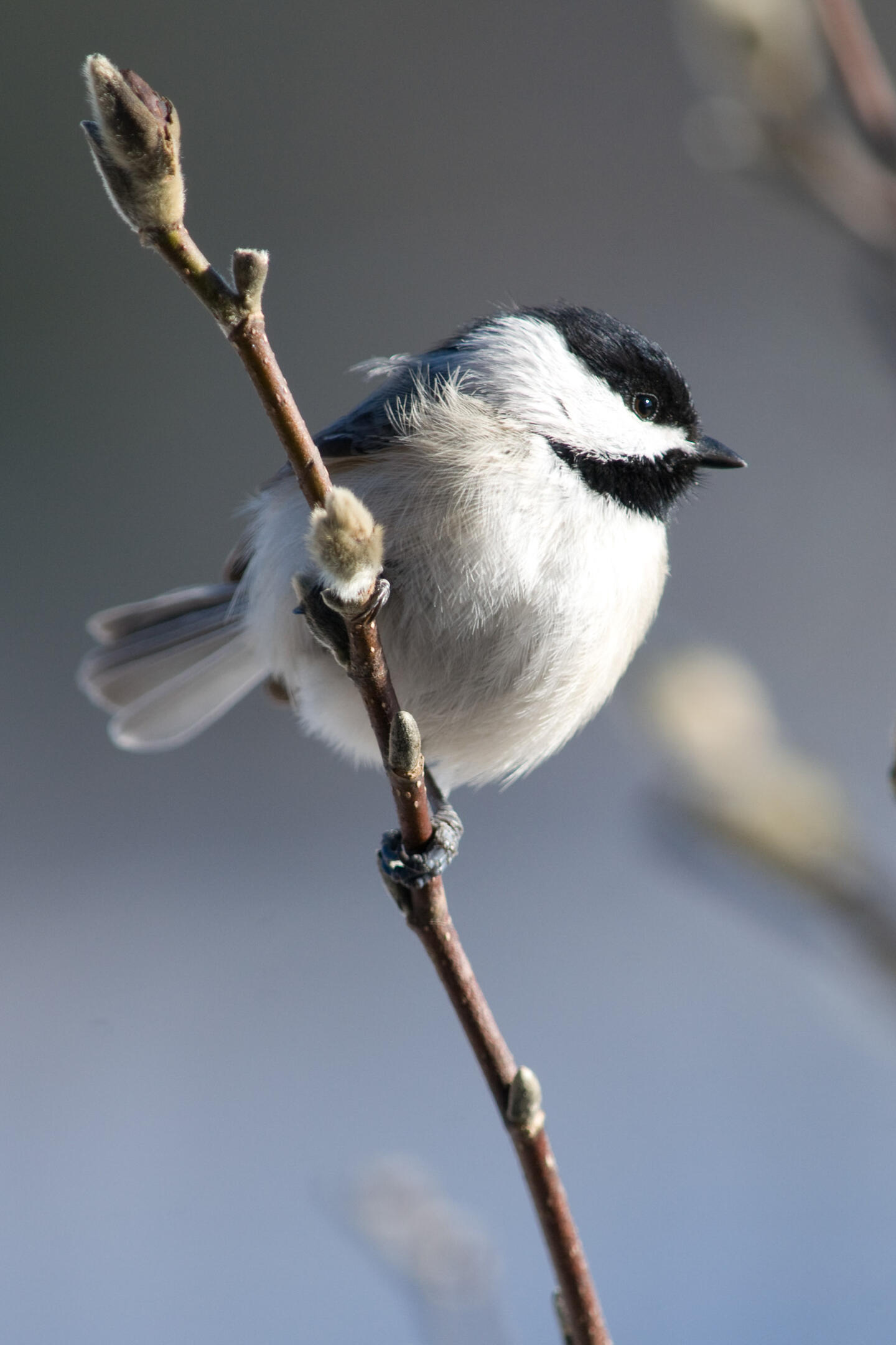 Carolina Chickadee | Audubon Field Guide