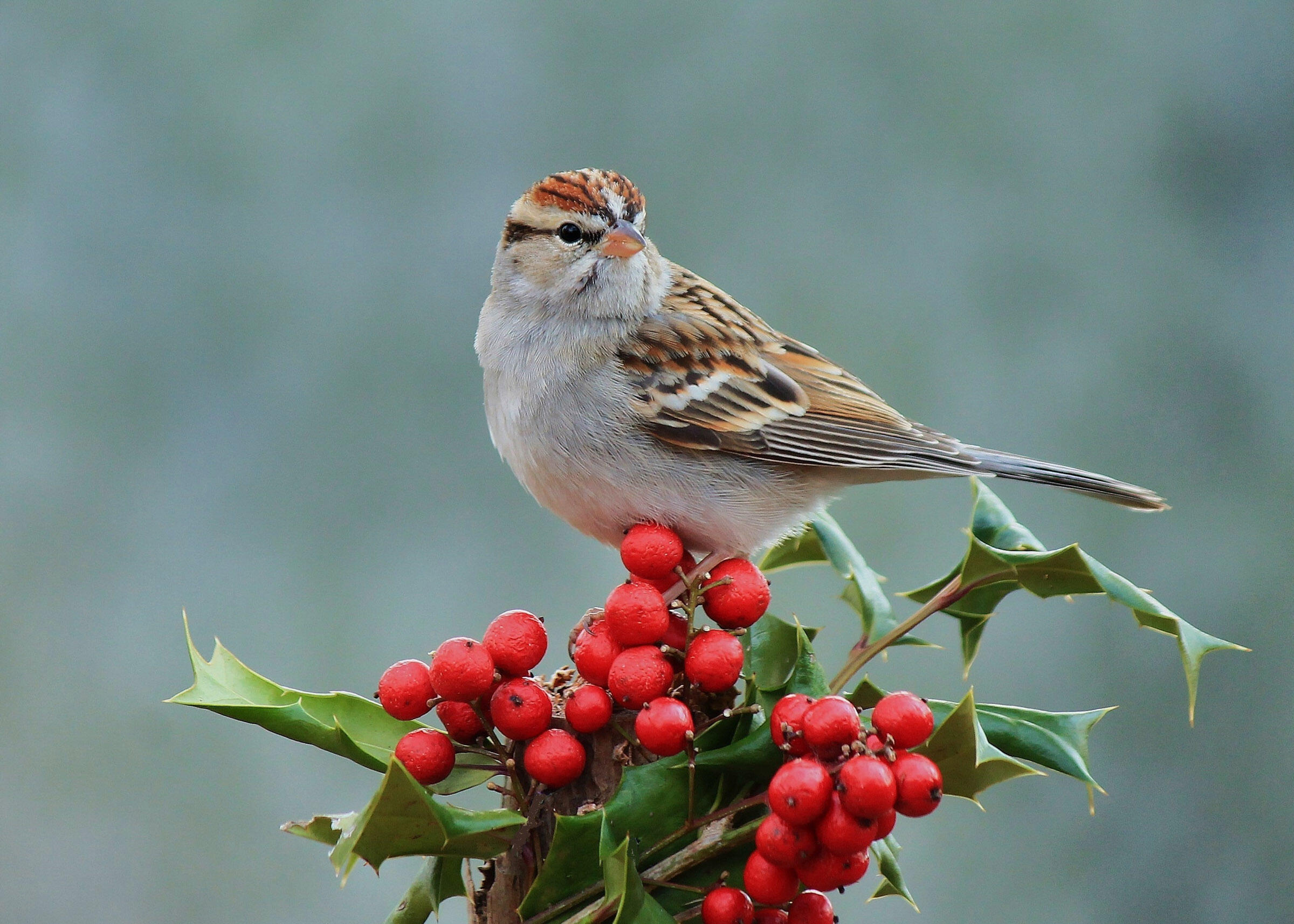 Chipping Sparrow | Audubon Field Guide
