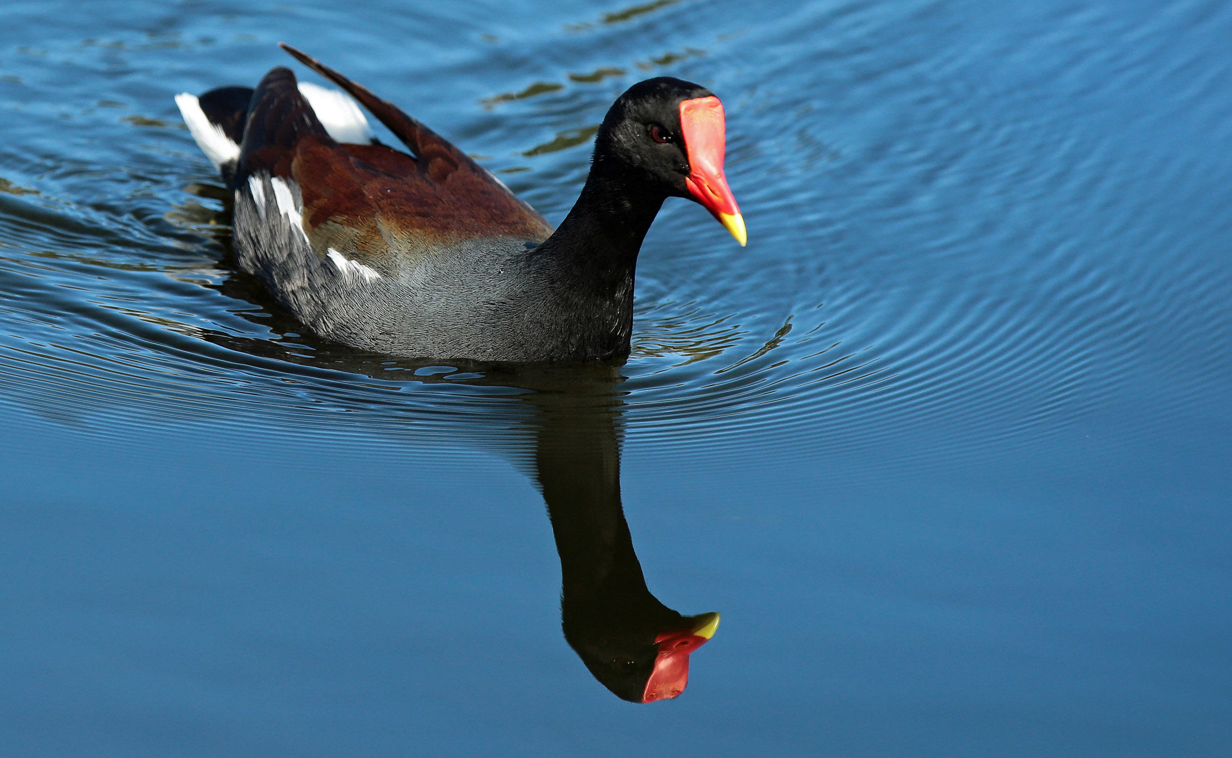 Gallineta Frente Roja | Guía de Aves