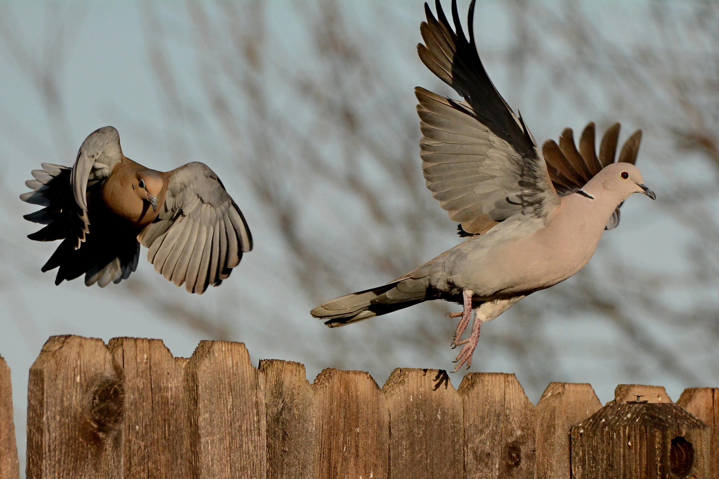 Paloma de Collar Turca | Guía de Aves