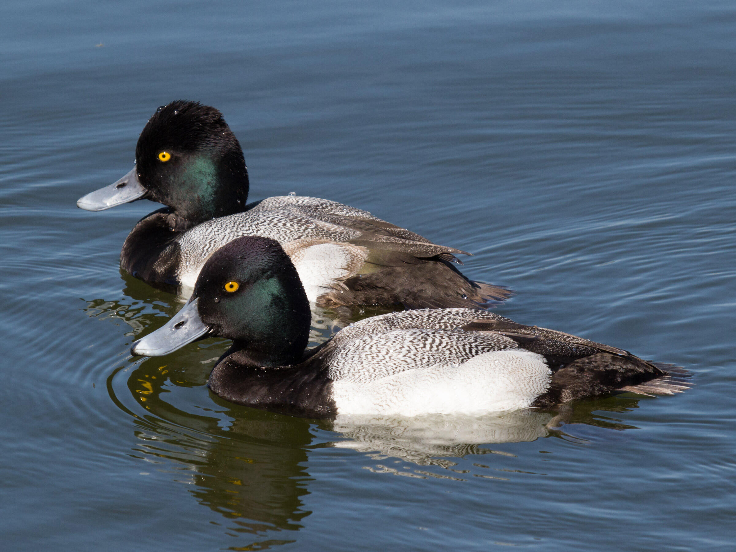 Pato Boludo Menor | Guía de Aves