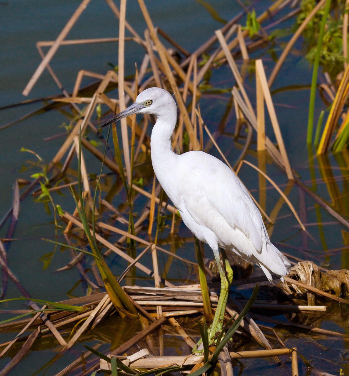 Garza Azul | Guía de Aves