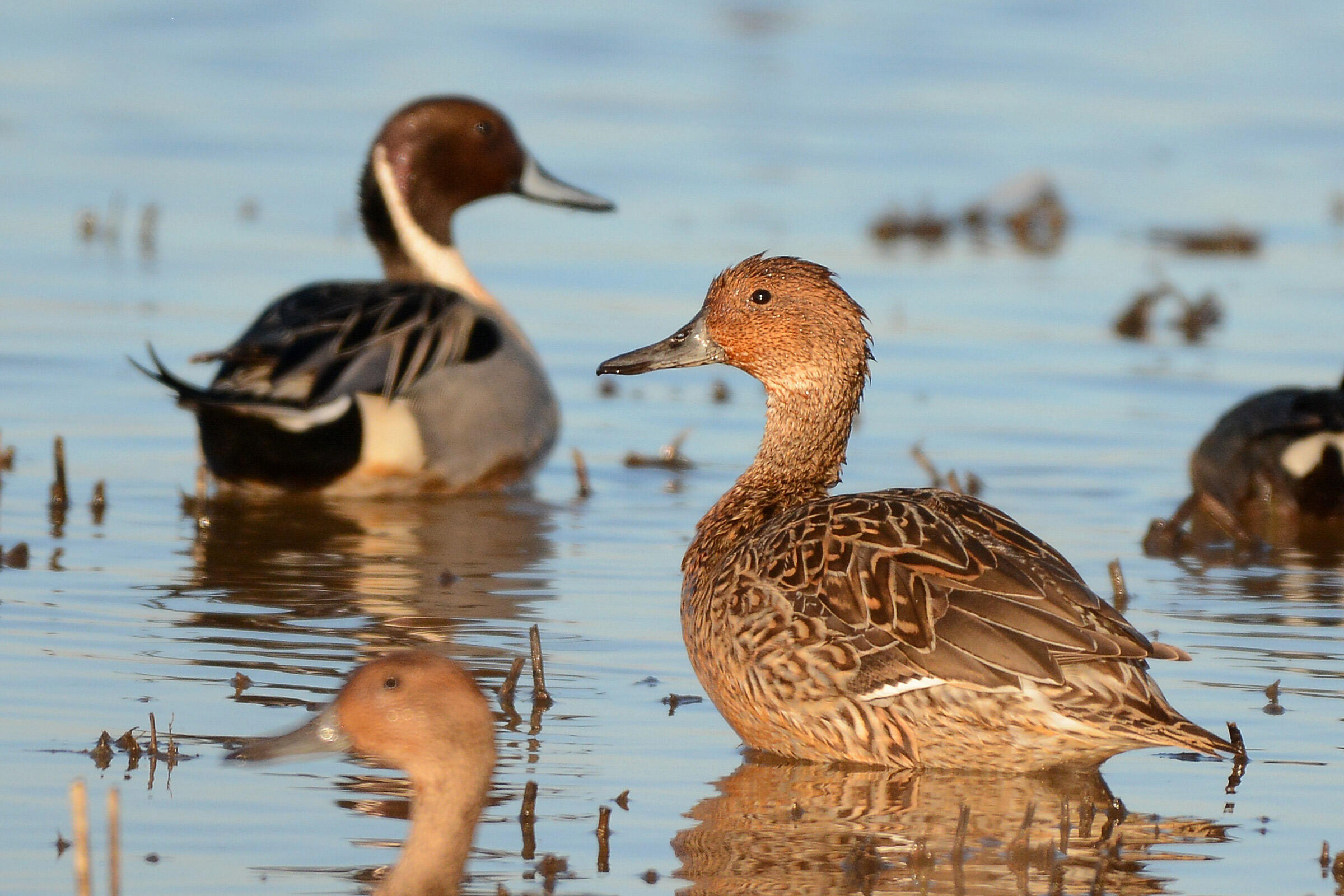Northern Pintail | Audubon Field Guide