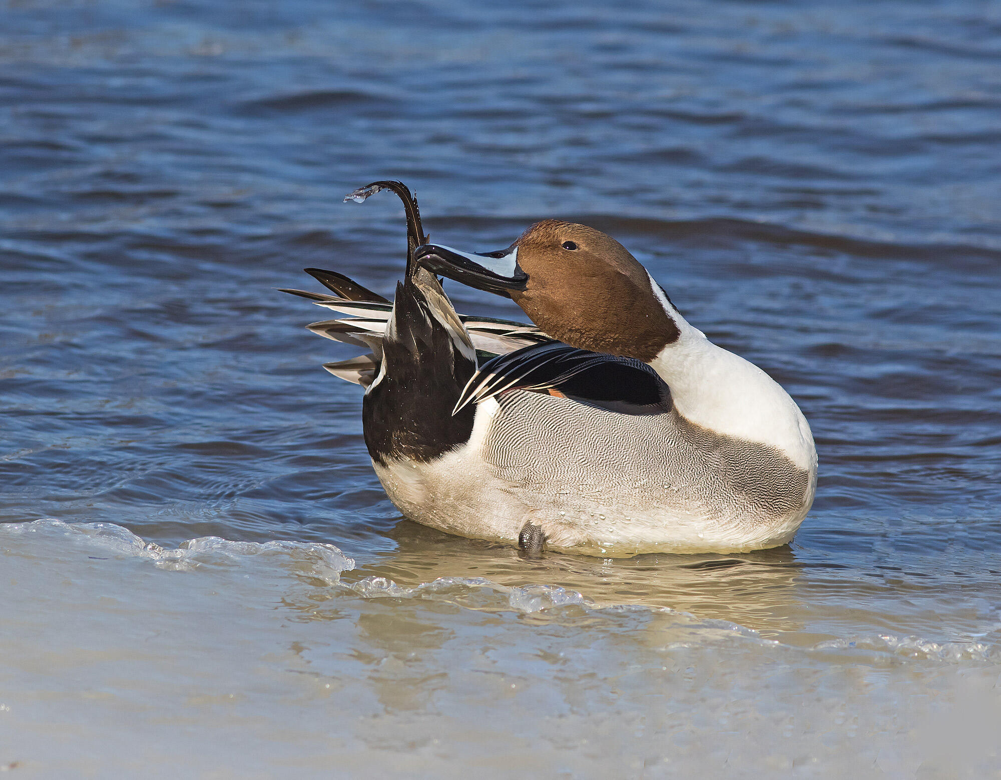 Northern Pintail | Audubon Field Guide