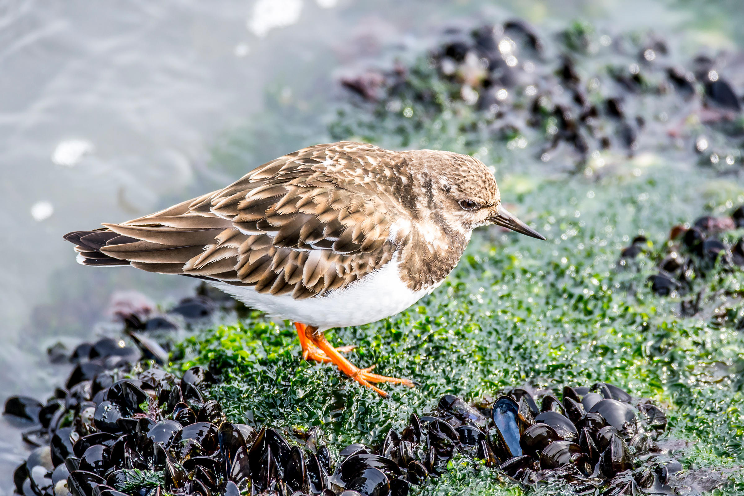 Ruddy Turnstone | Audubon Field Guide