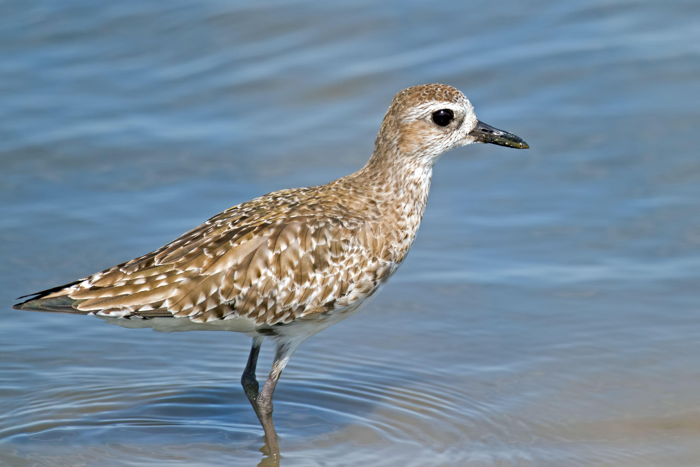 Black-bellied Plover | Audubon Guide to North American Birds