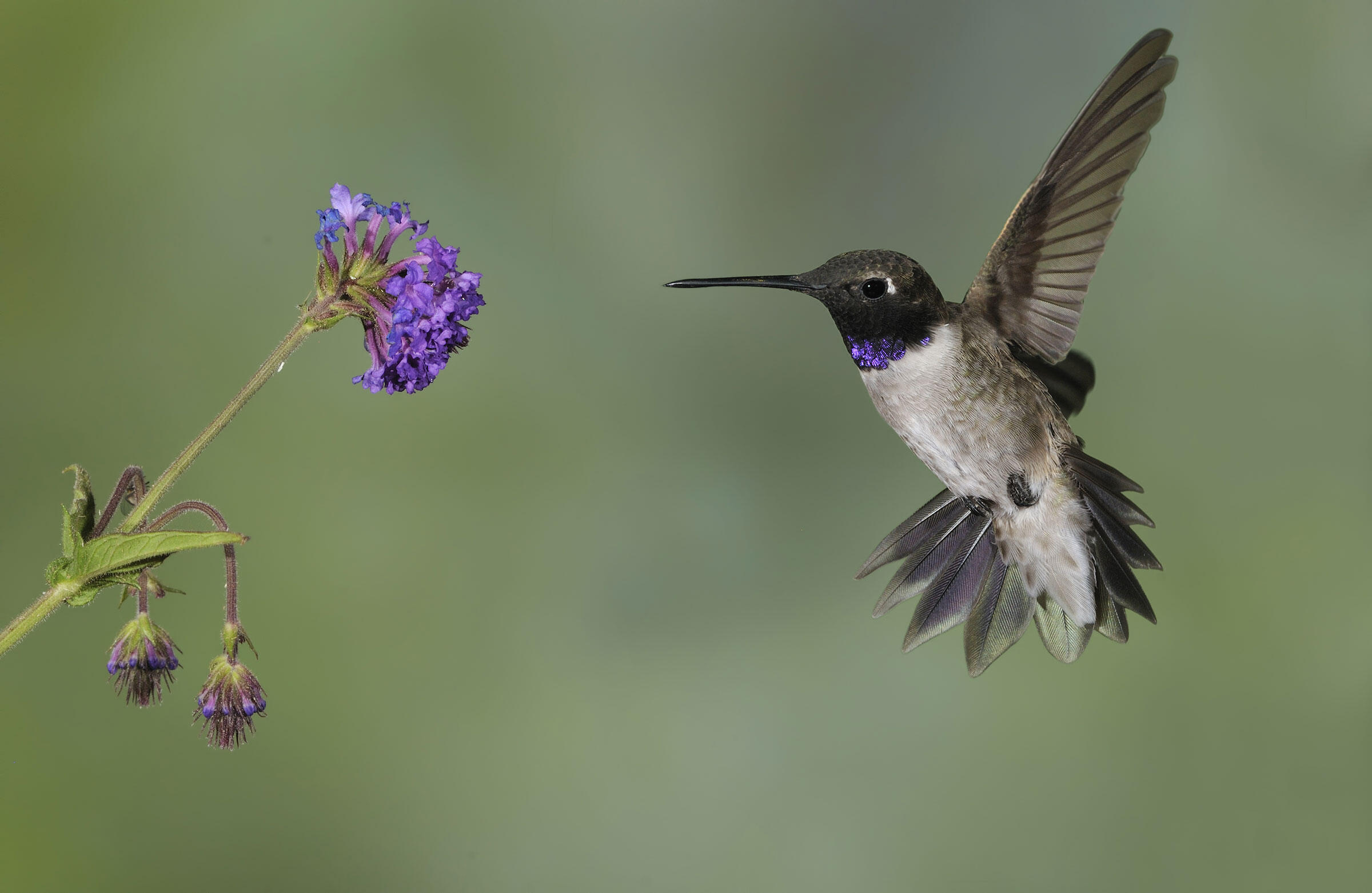 Black-chinned Hummingbird | Audubon Field Guide