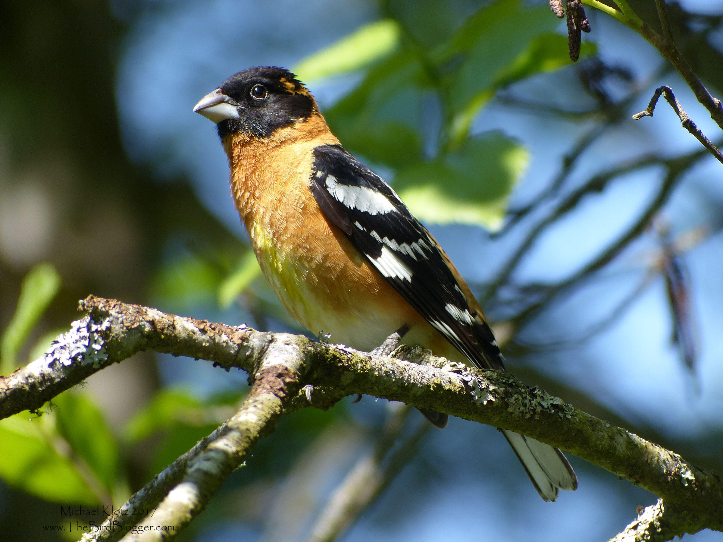 Picogordo Tigrillo | Guía de Aves