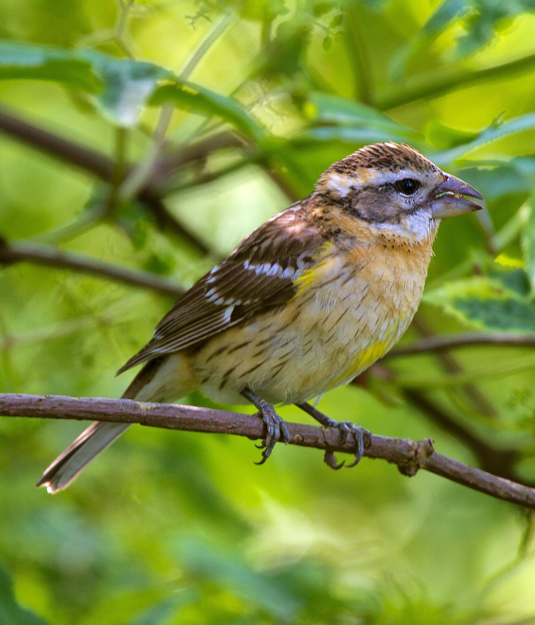 Picogordo Tigrillo | Guía de Aves