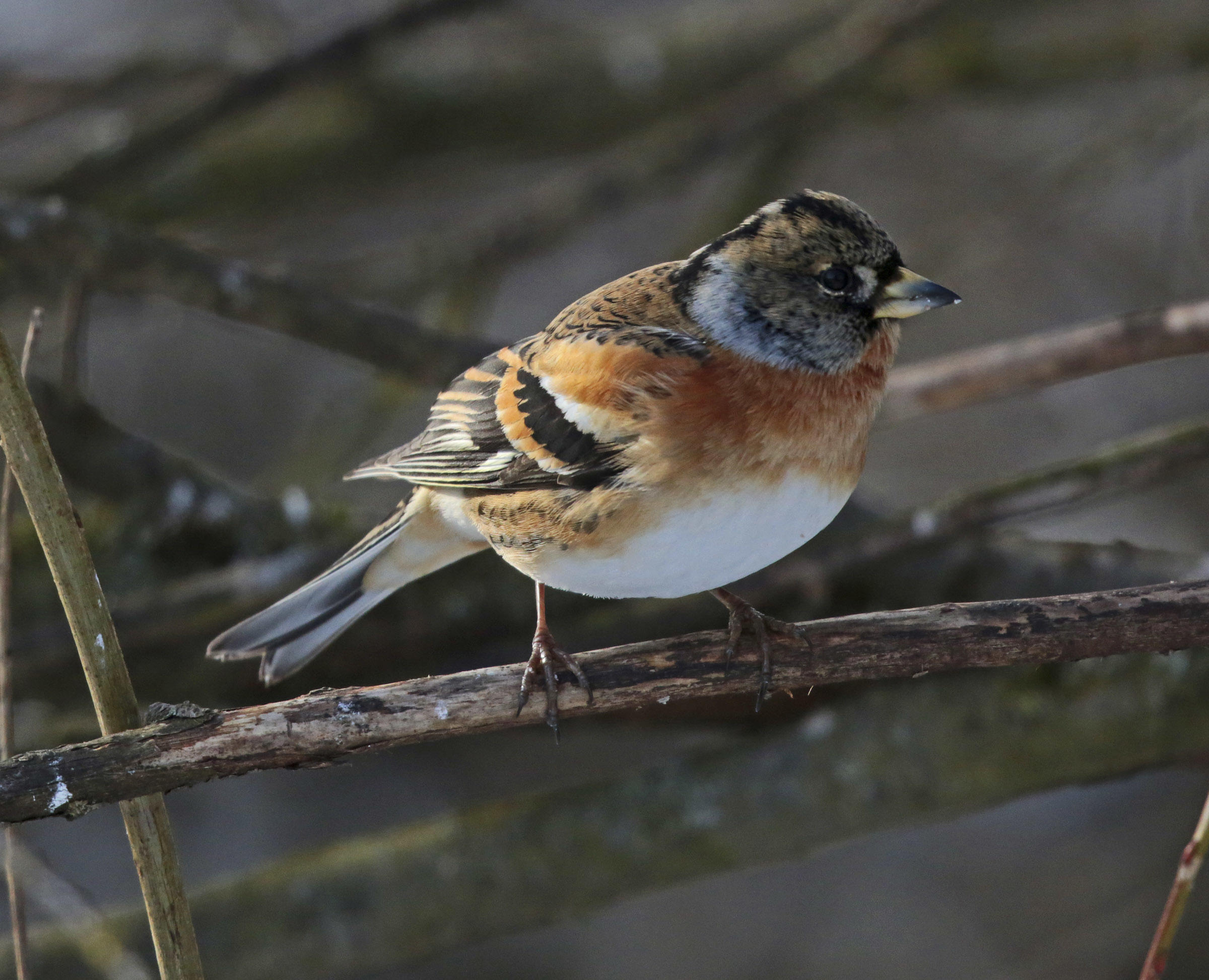 Pinzón Real | Guía de Aves