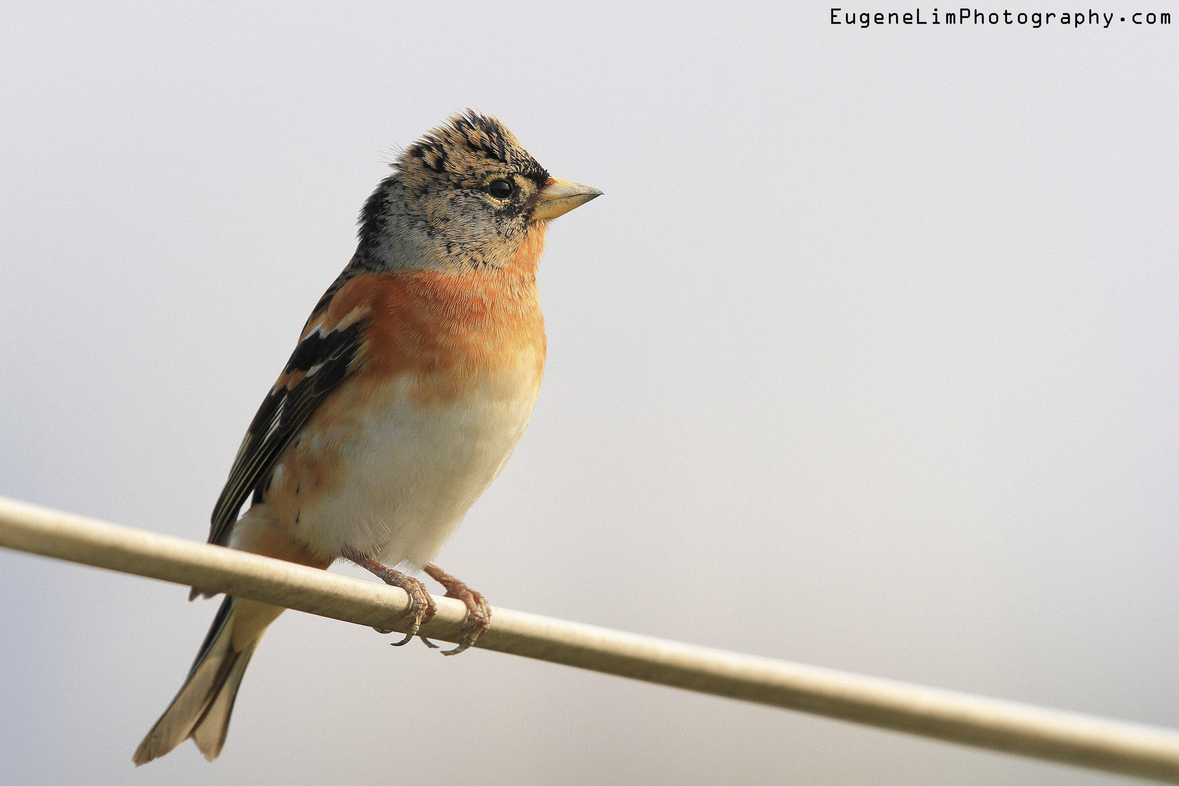 Pinzón Real | Guía de Aves