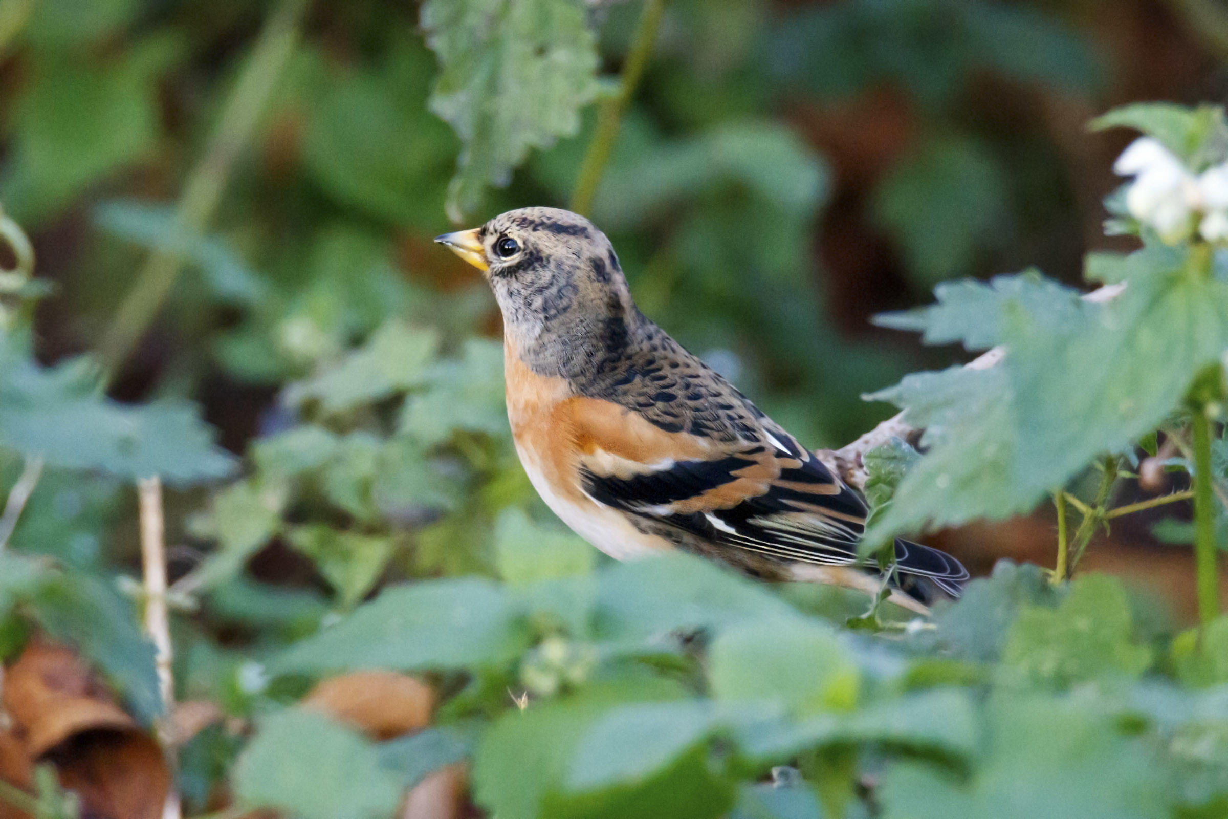 Pinzón Real | Guía de Aves