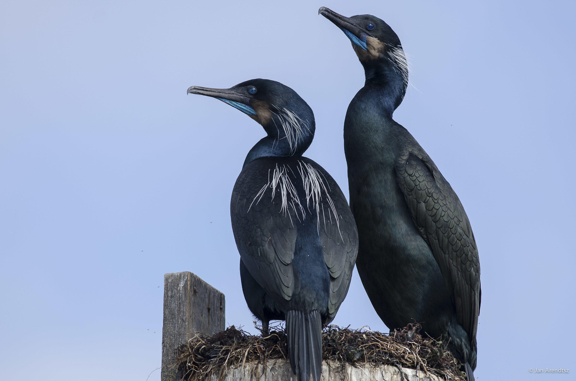 Cormorán de Brandt | Guía de Aves