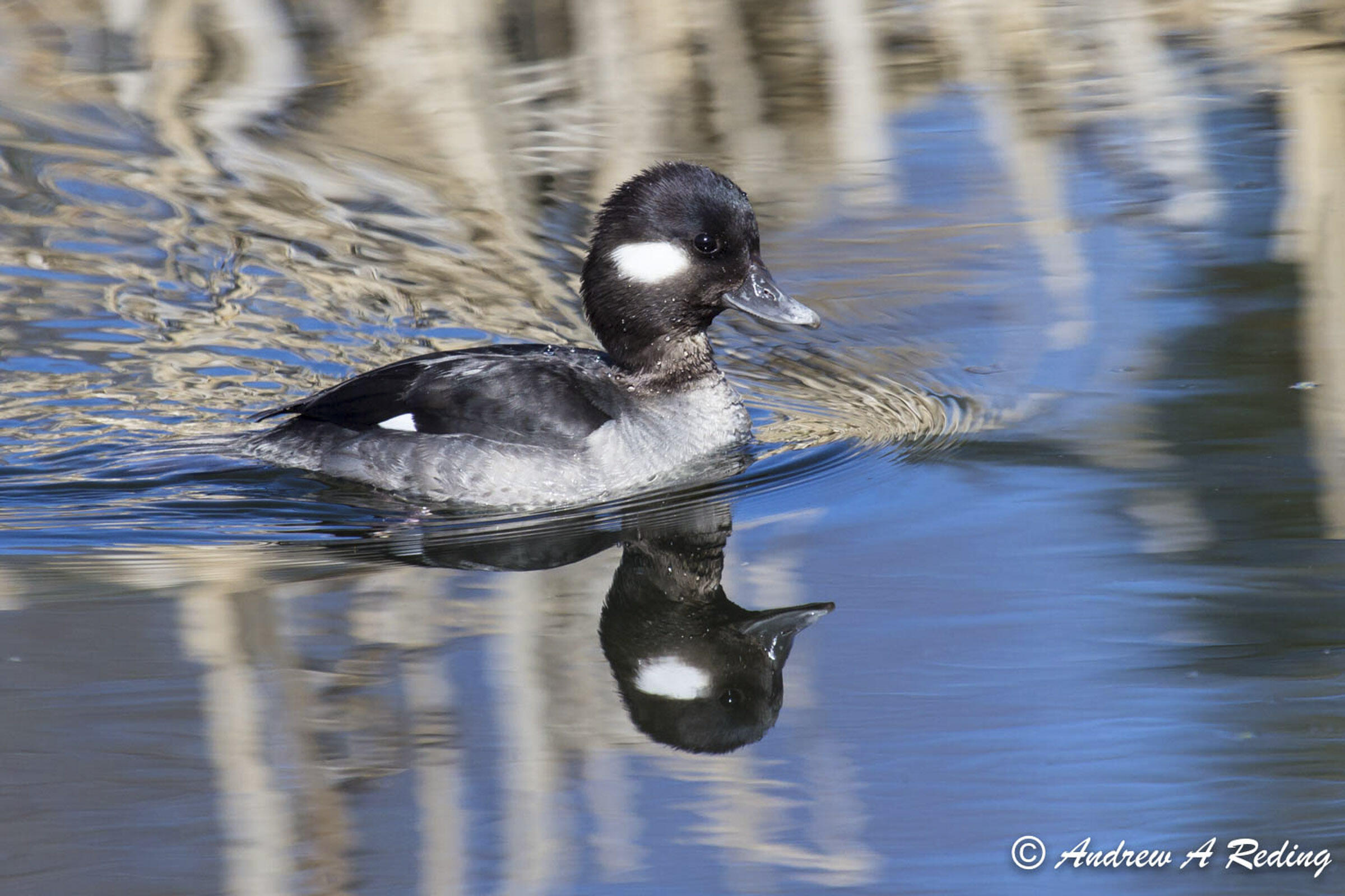 Bufflehead | Audubon Field Guide