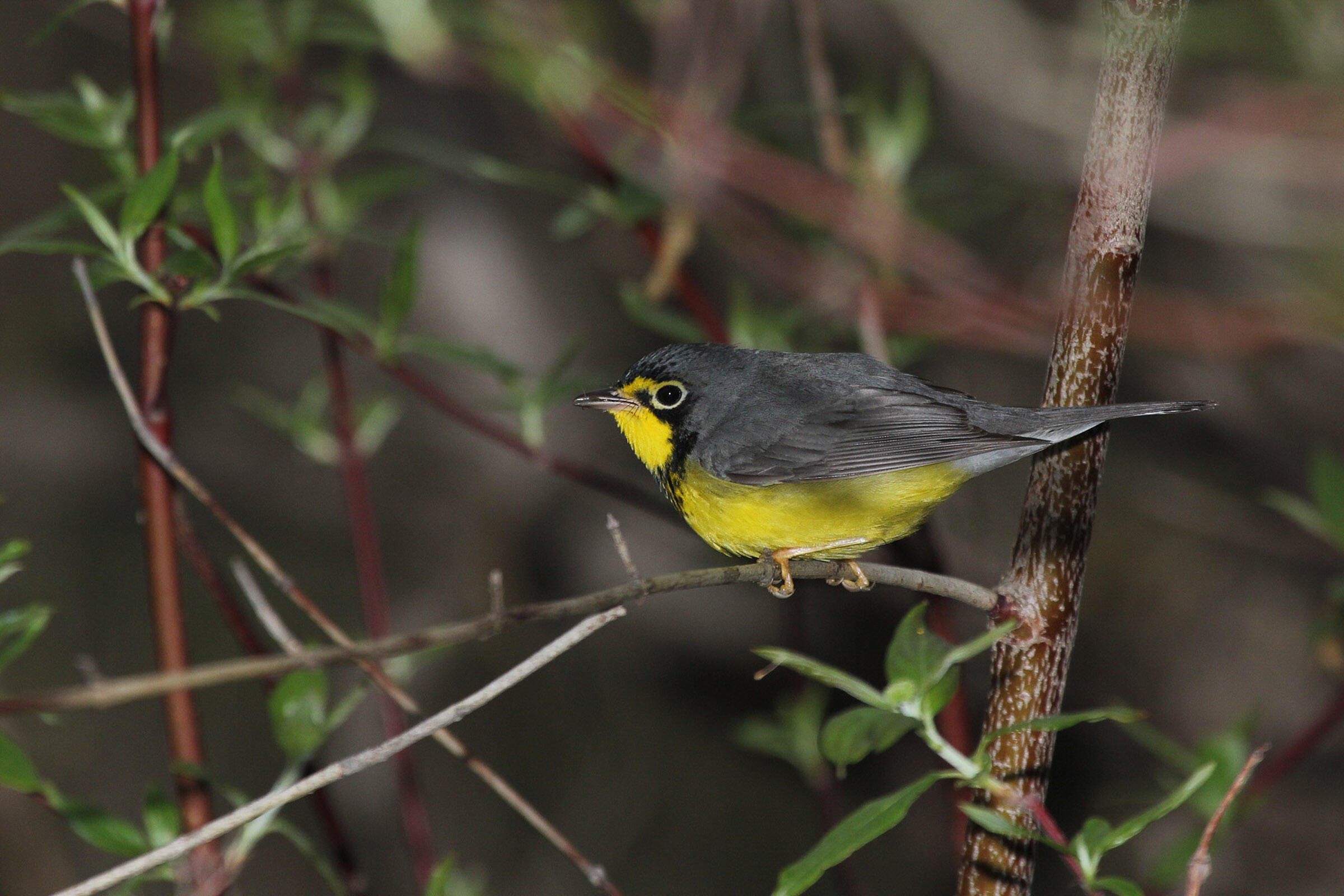 Canada Warbler | Audubon Field Guide