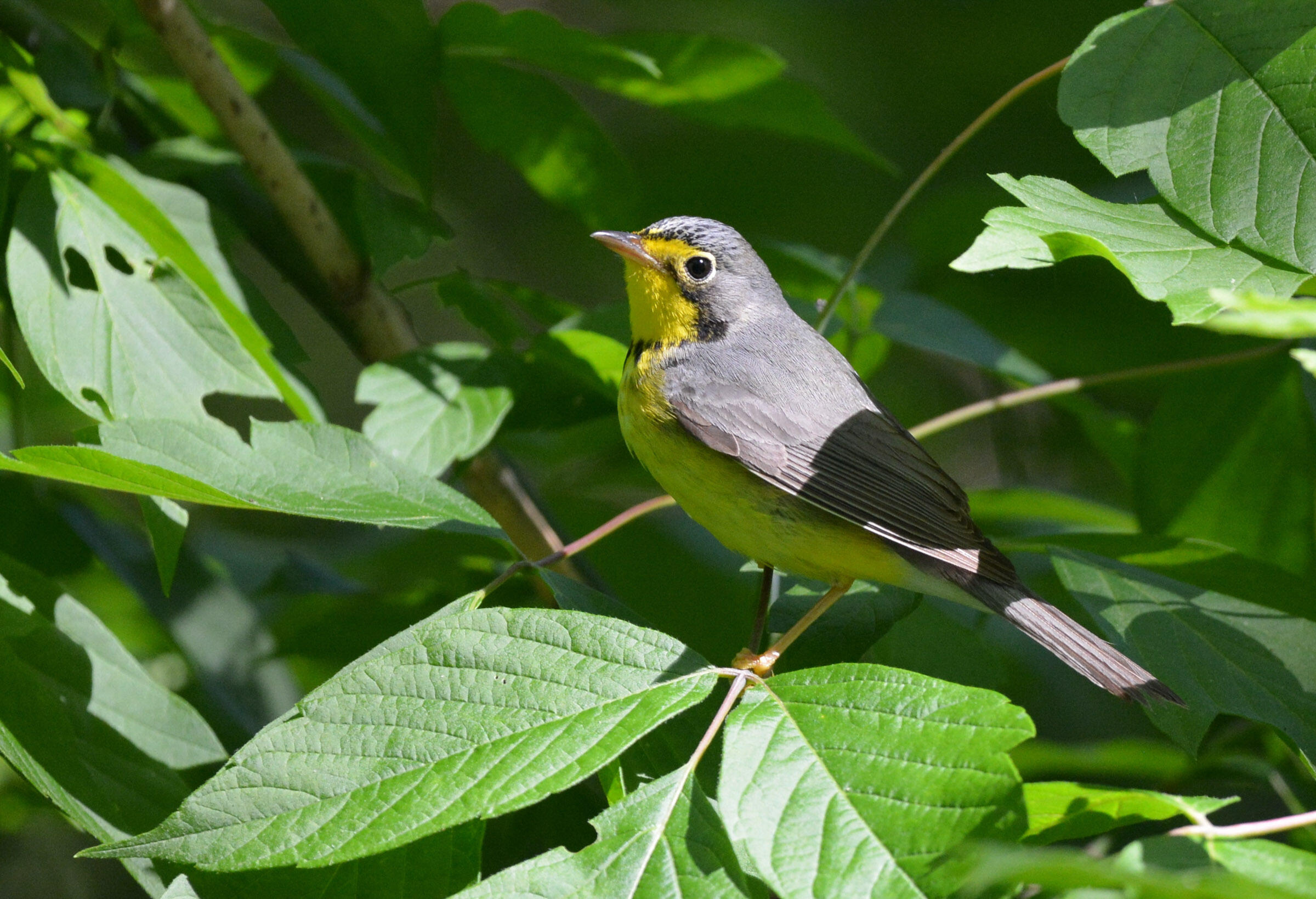 Canada Warbler | Audubon Field Guide