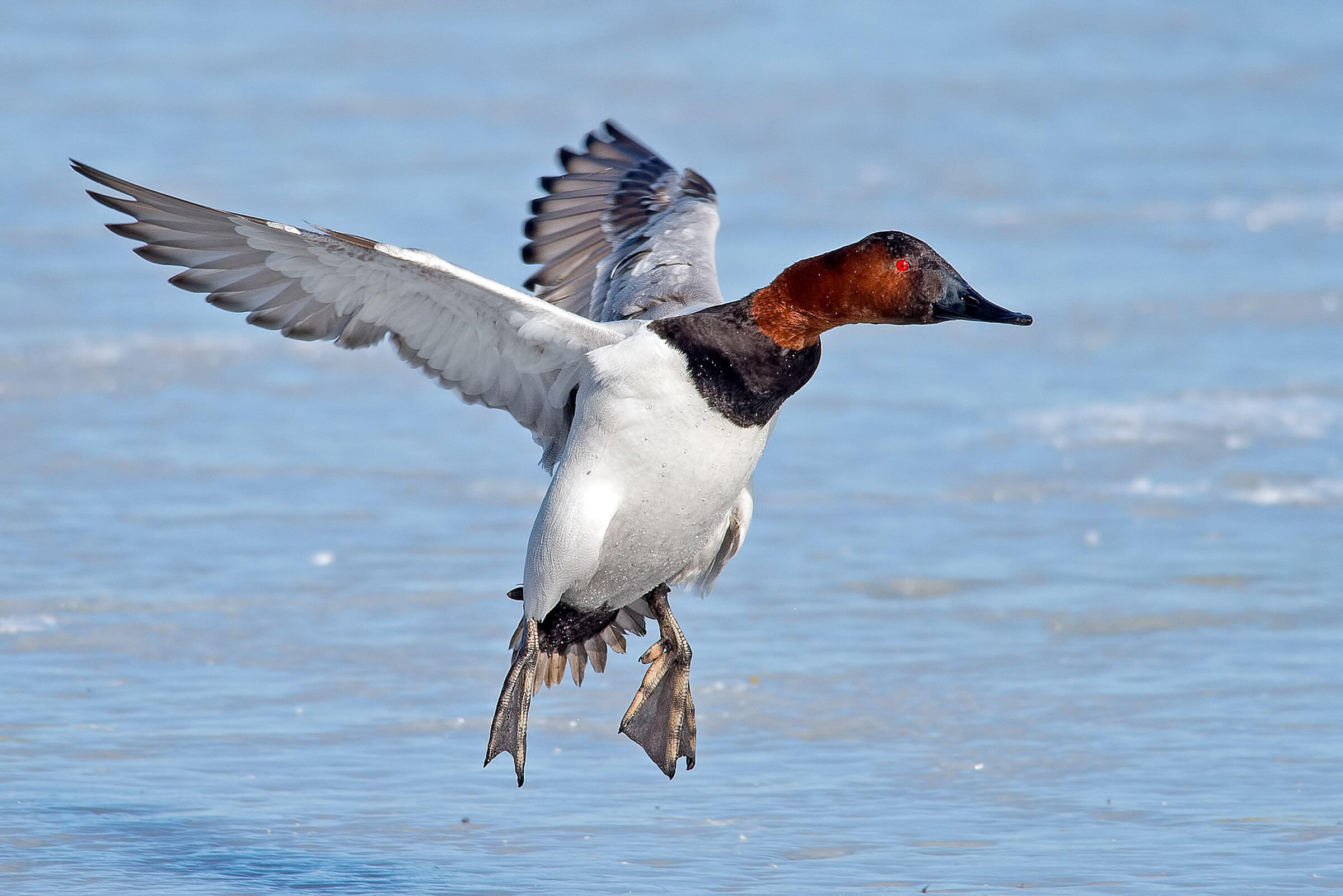 Pato Coacoxtle | Guía de Aves