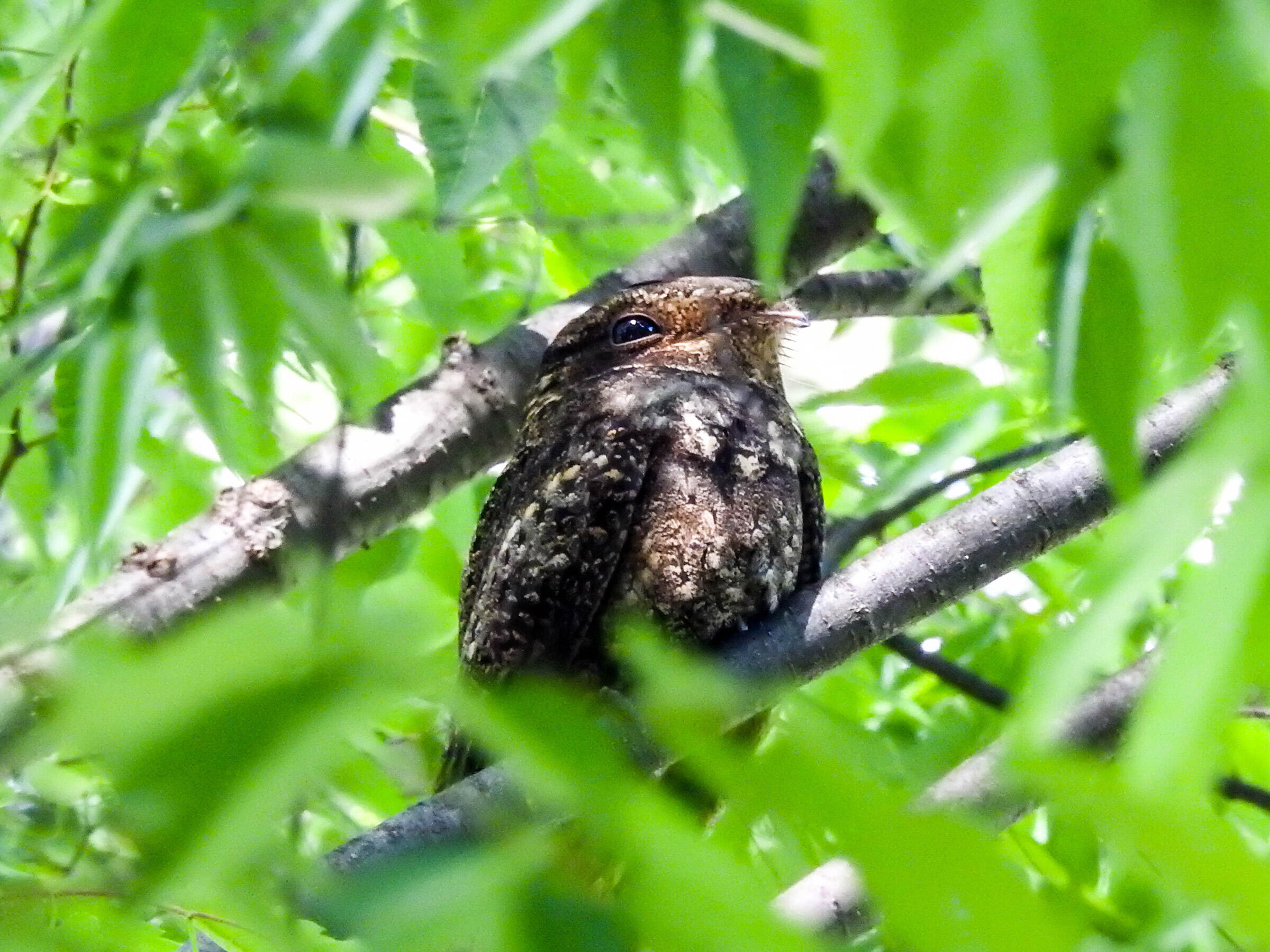 Tapacaminos de Carolina | Guía de Aves