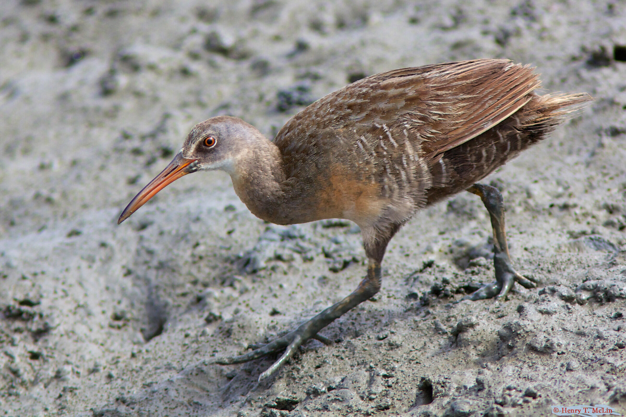 Rascón piquilargo | Guía de Aves