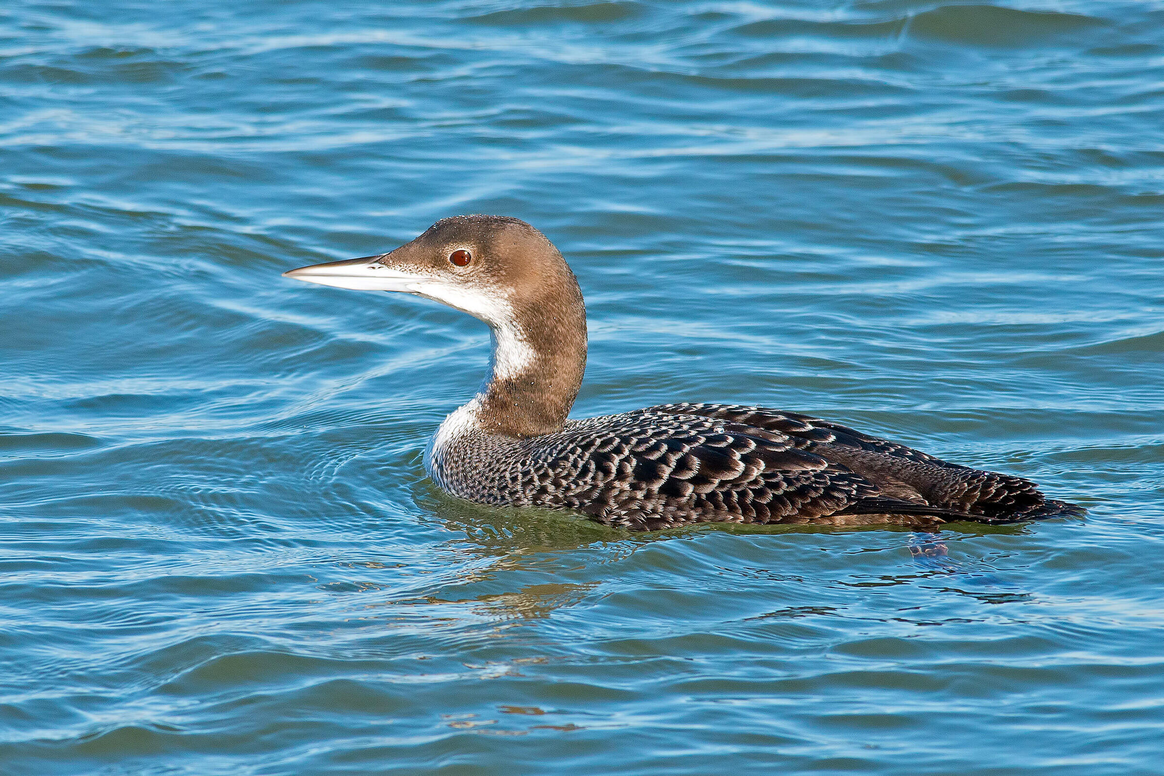 Common Loon | Audubon Field Guide