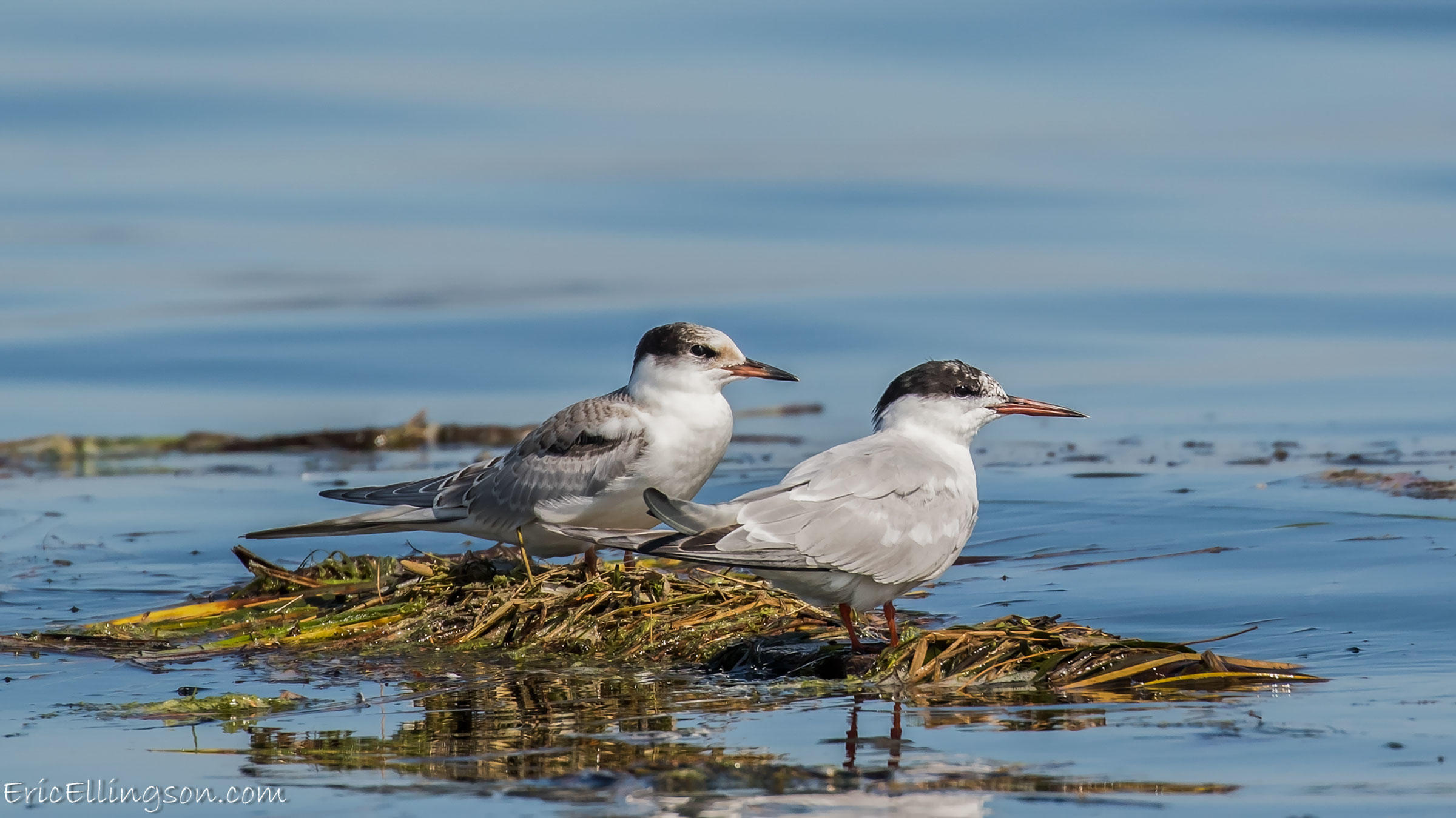 Common Tern | Audubon Field Guide