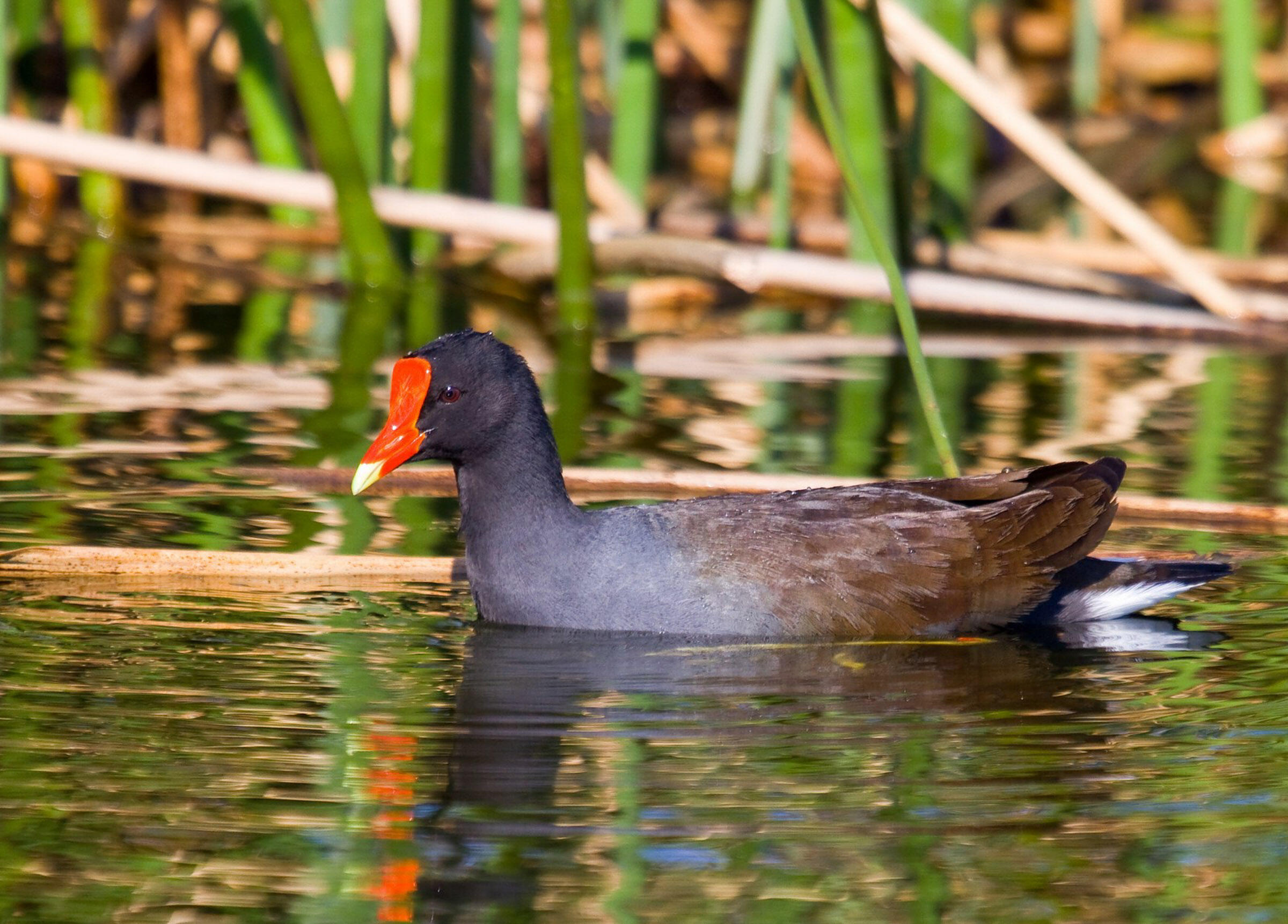 Gallineta Frente Roja | Guía de Aves