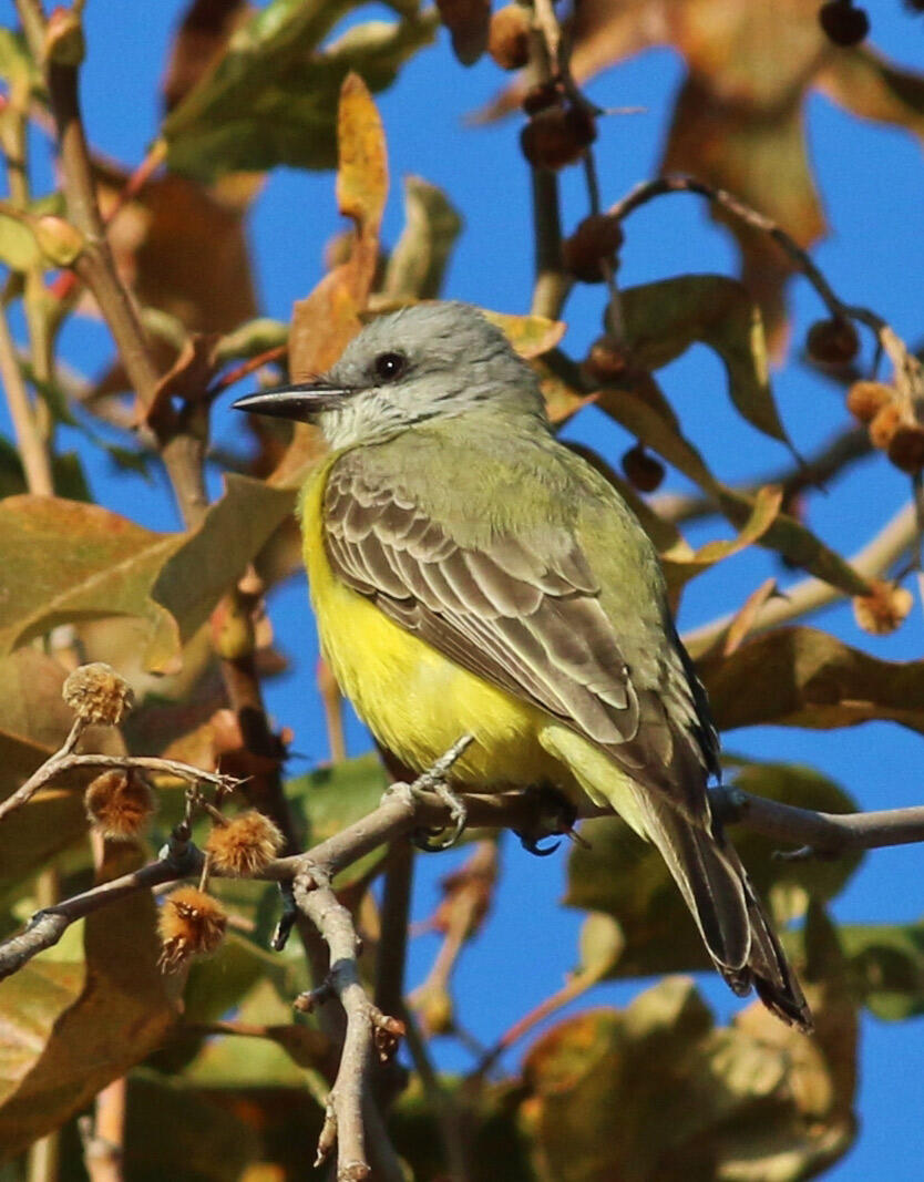 Couch's Kingbird | Audubon Field Guide