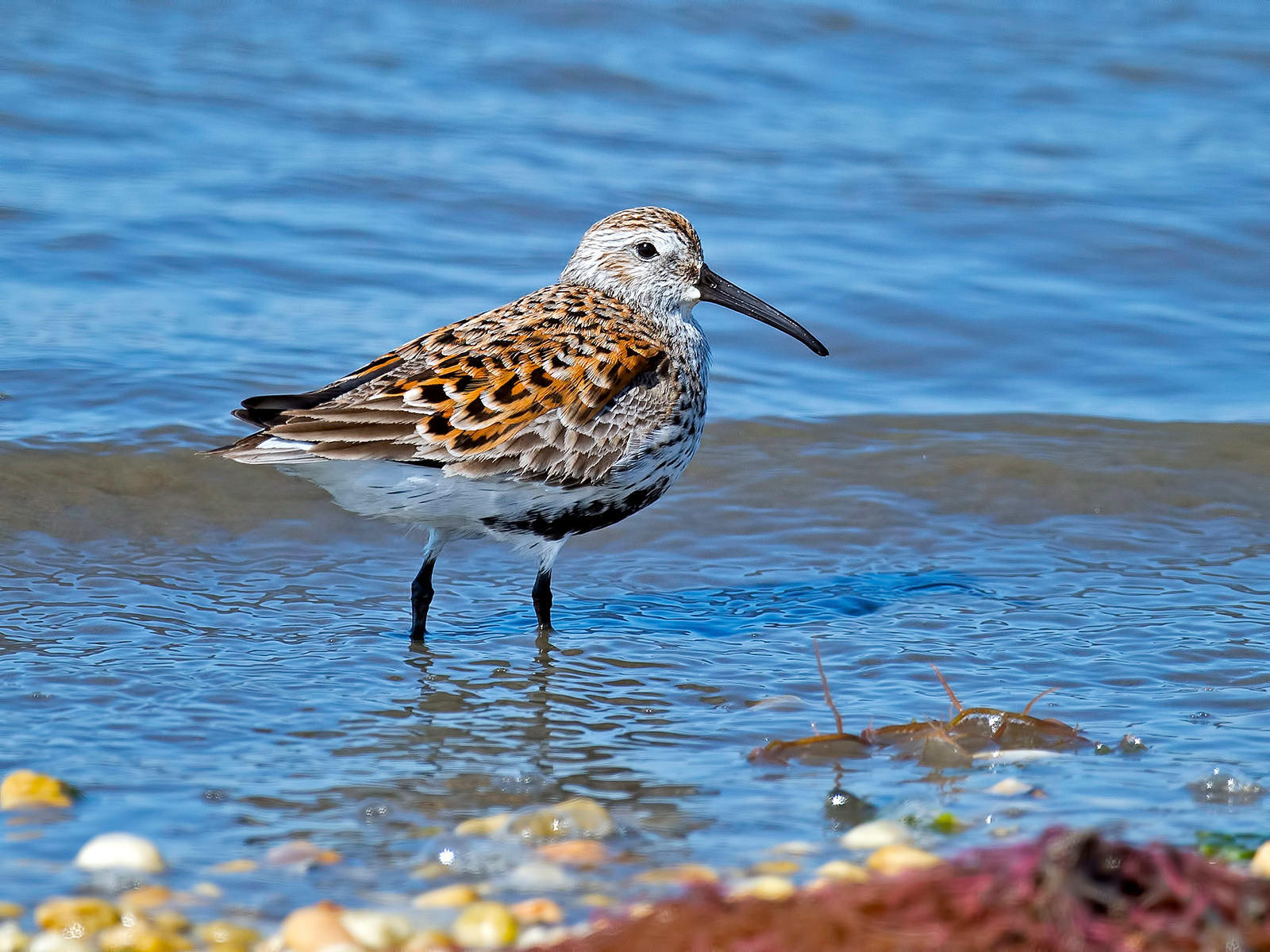 Dunlin | Audubon Field Guide