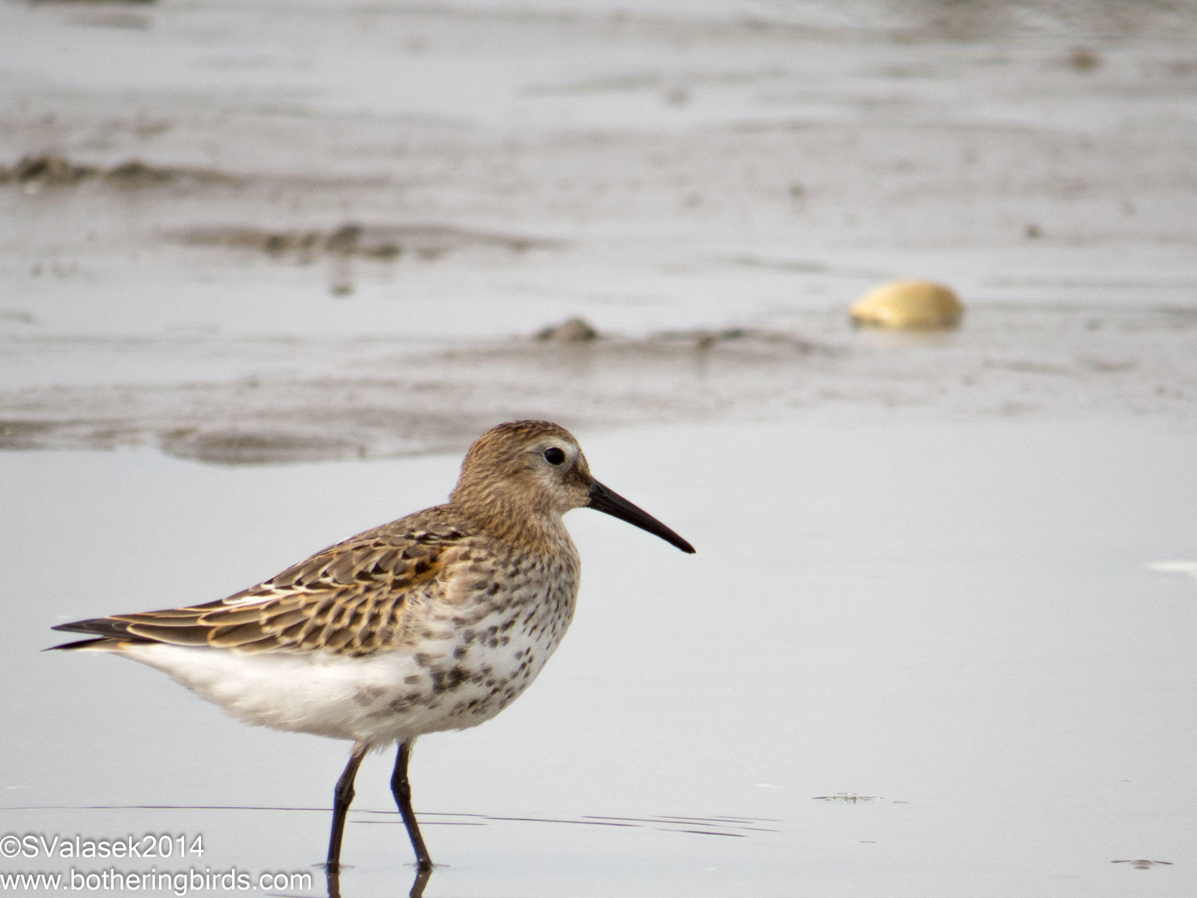 Dunlin | Audubon Field Guide