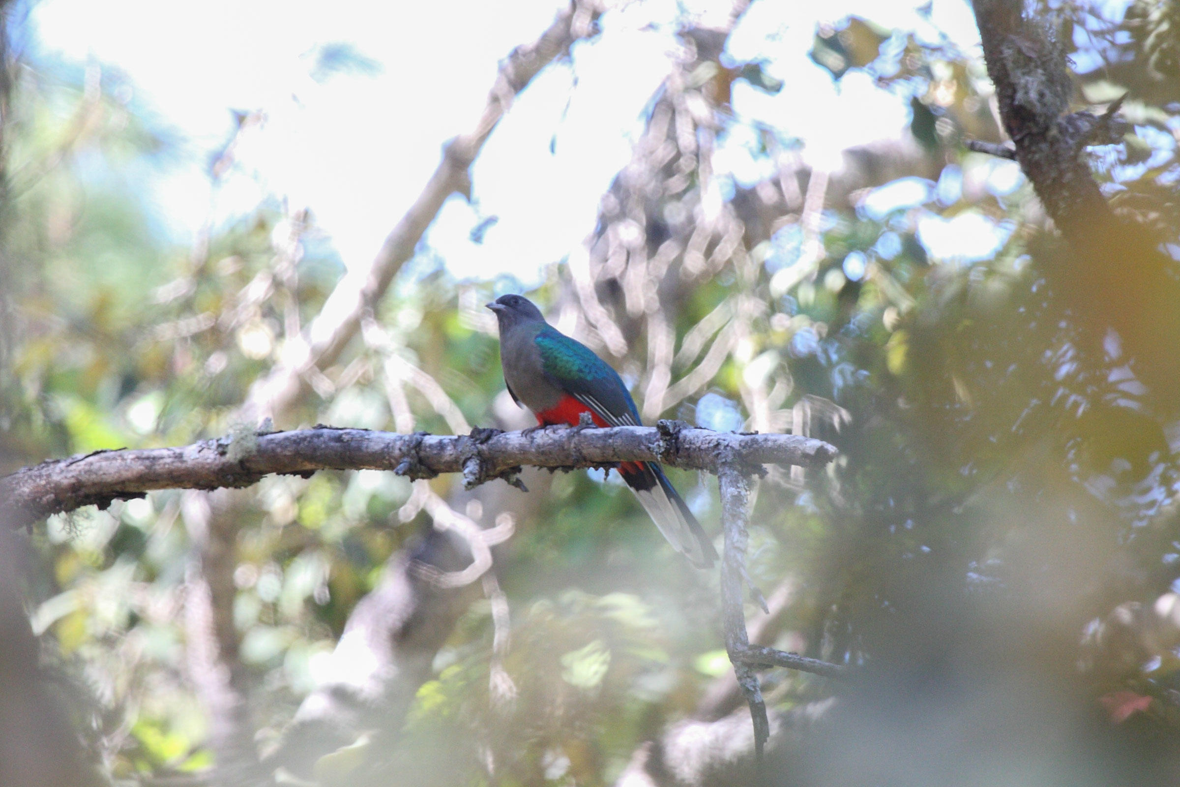 Quetzal Orejón | Guía de Aves