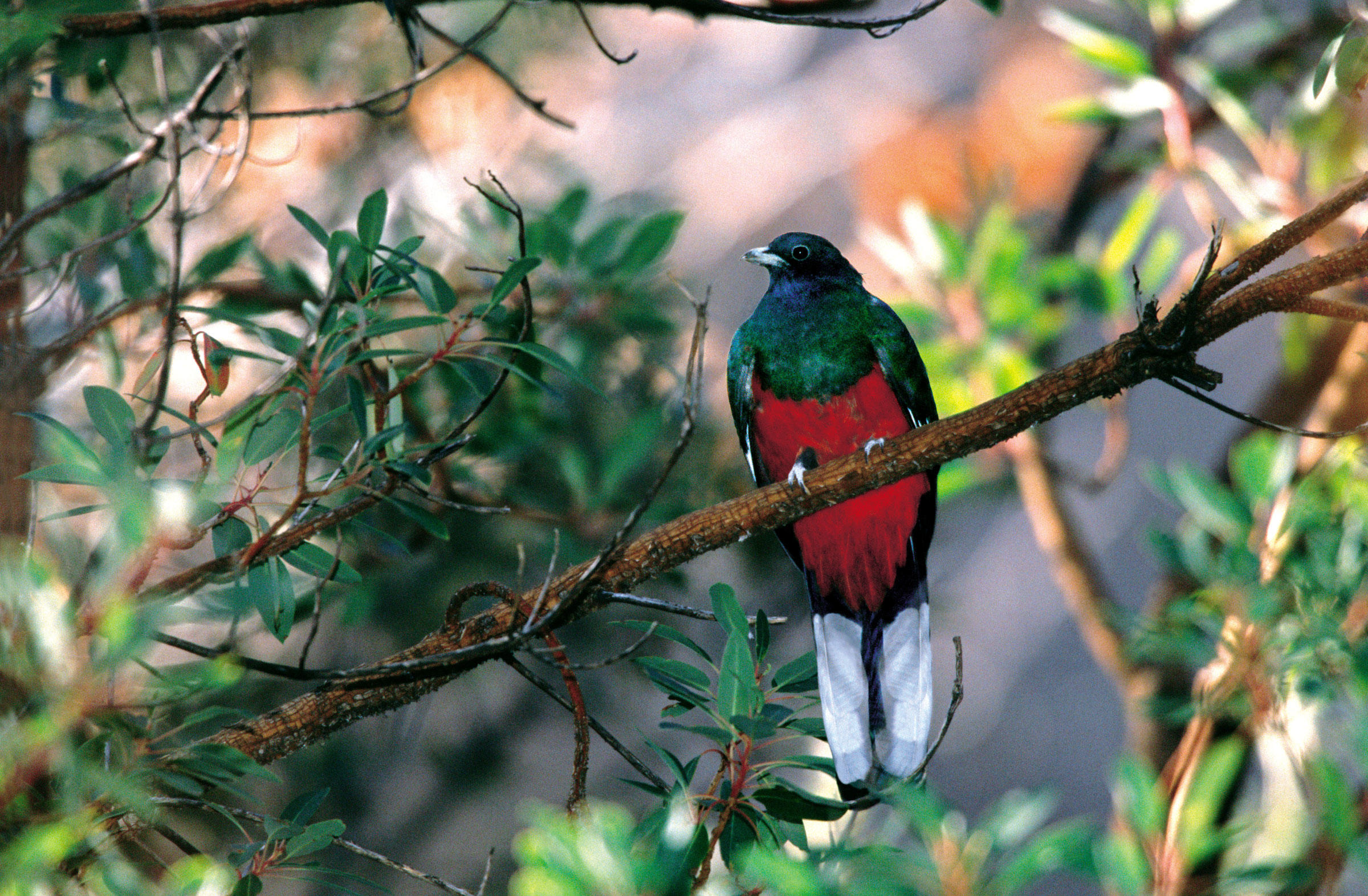Quetzal Orejón | Guía de Aves