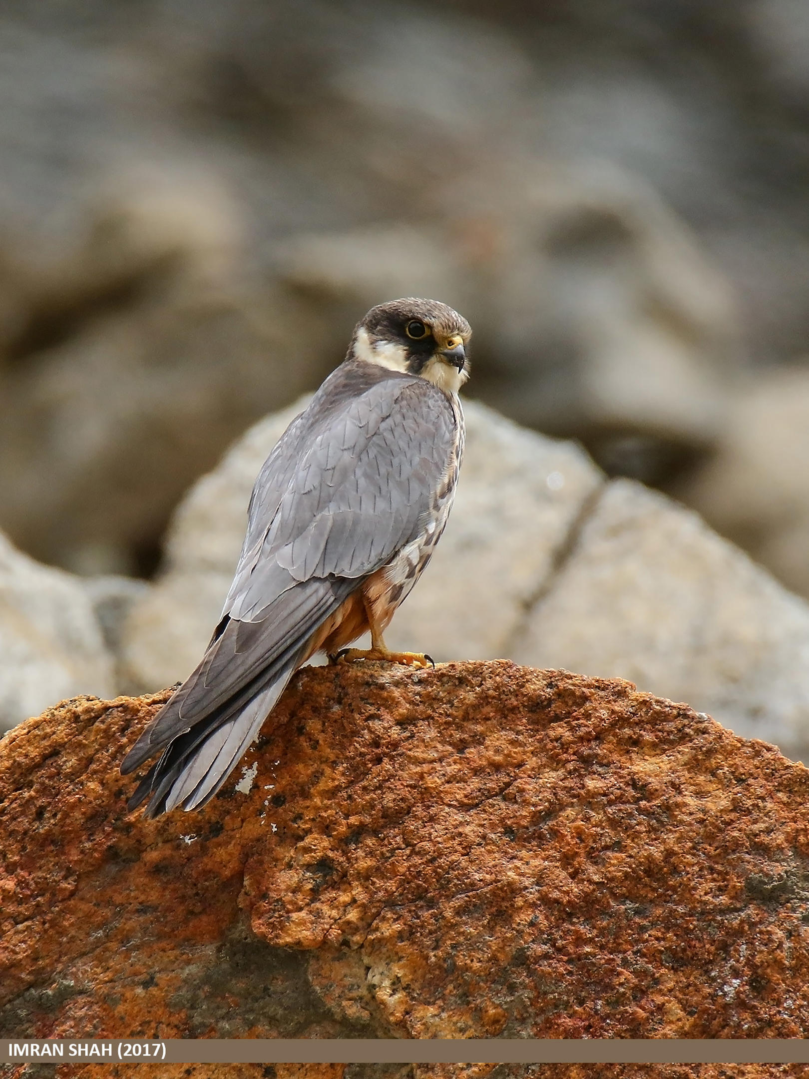Alcotán Europeo | Guía de Aves