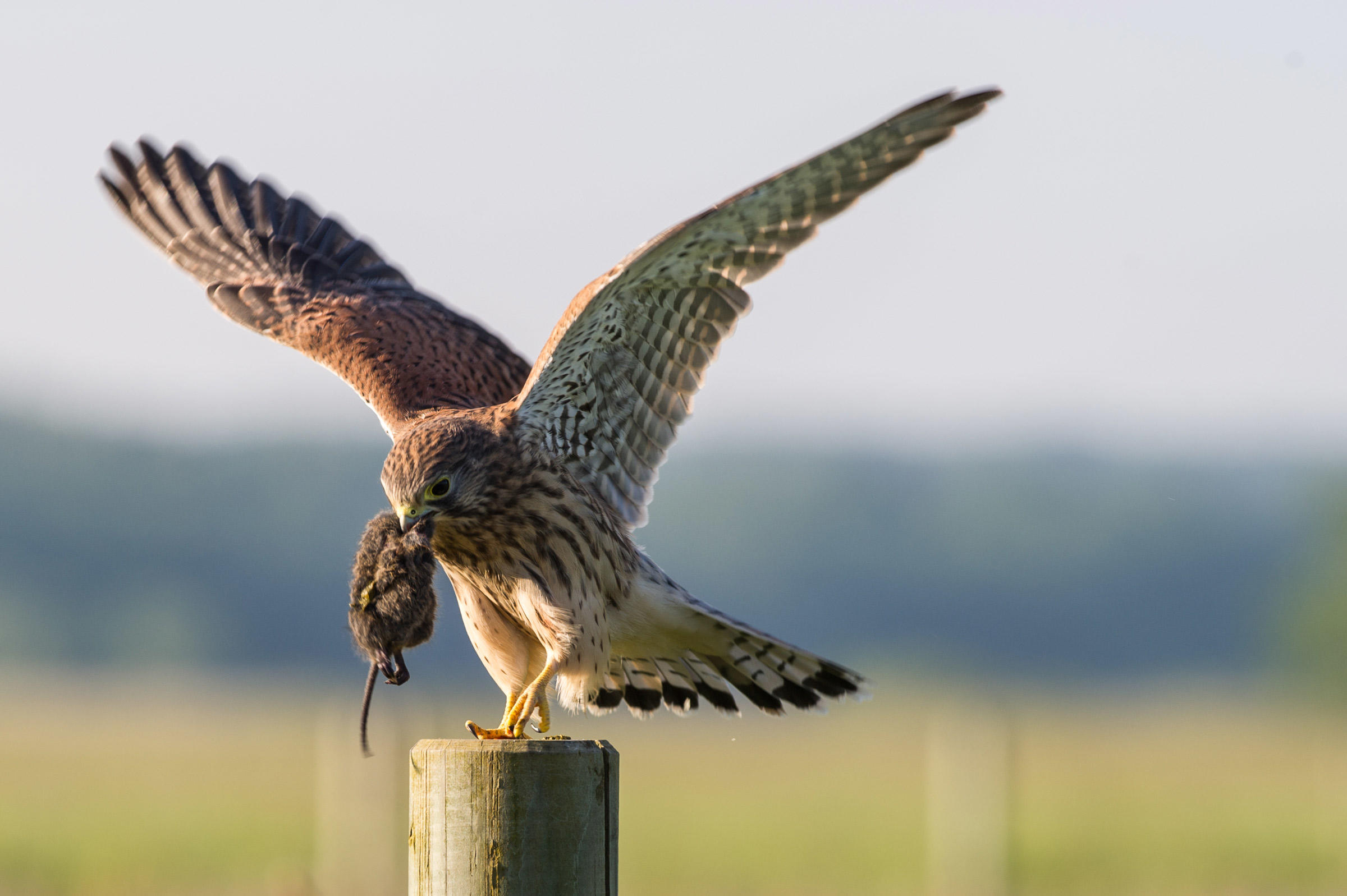 Eurasian Kestrel | Audubon Field Guide