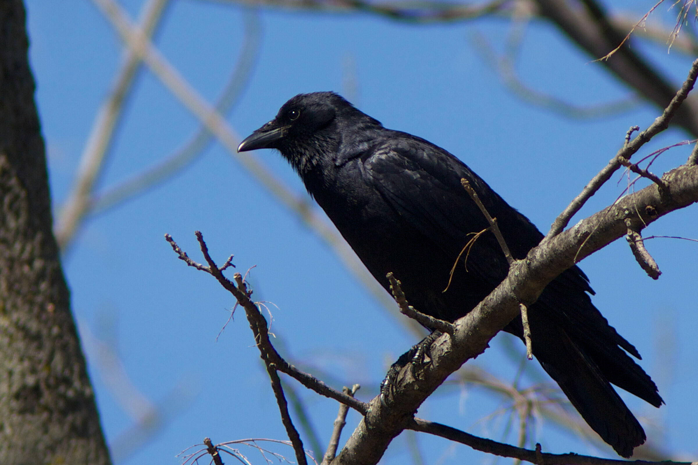 Cuervo Pescador | Guía de Aves