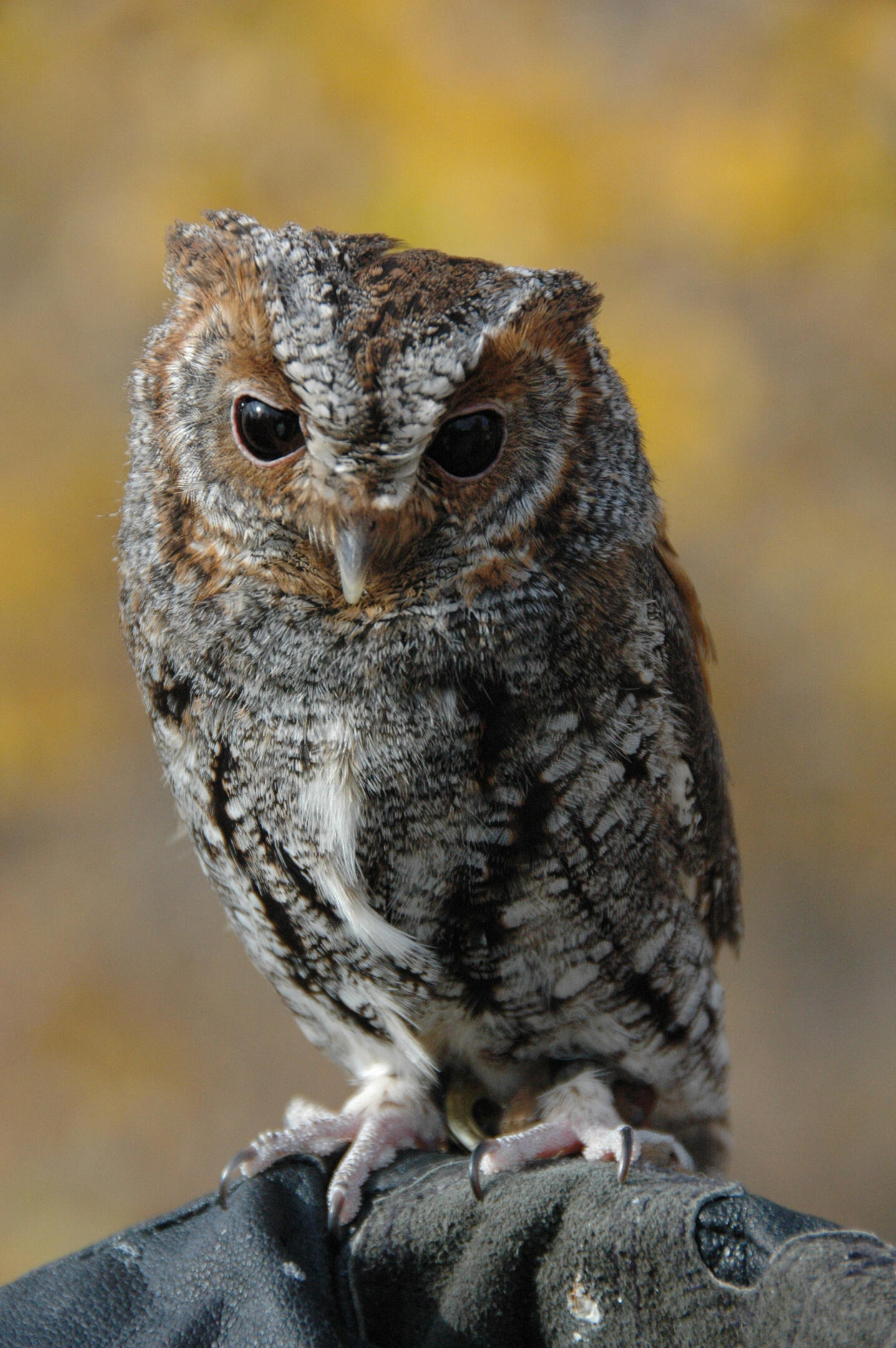 Flammulated Owl | Audubon Field Guide