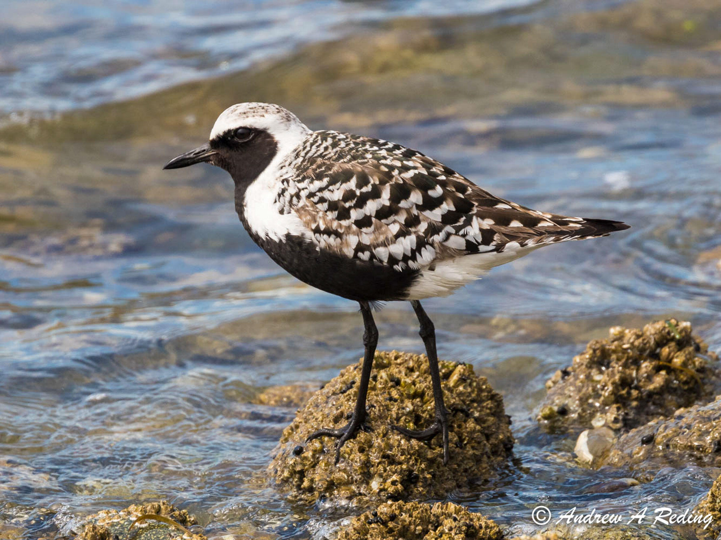 Black-bellied Plover | Audubon Guide to North American Birds