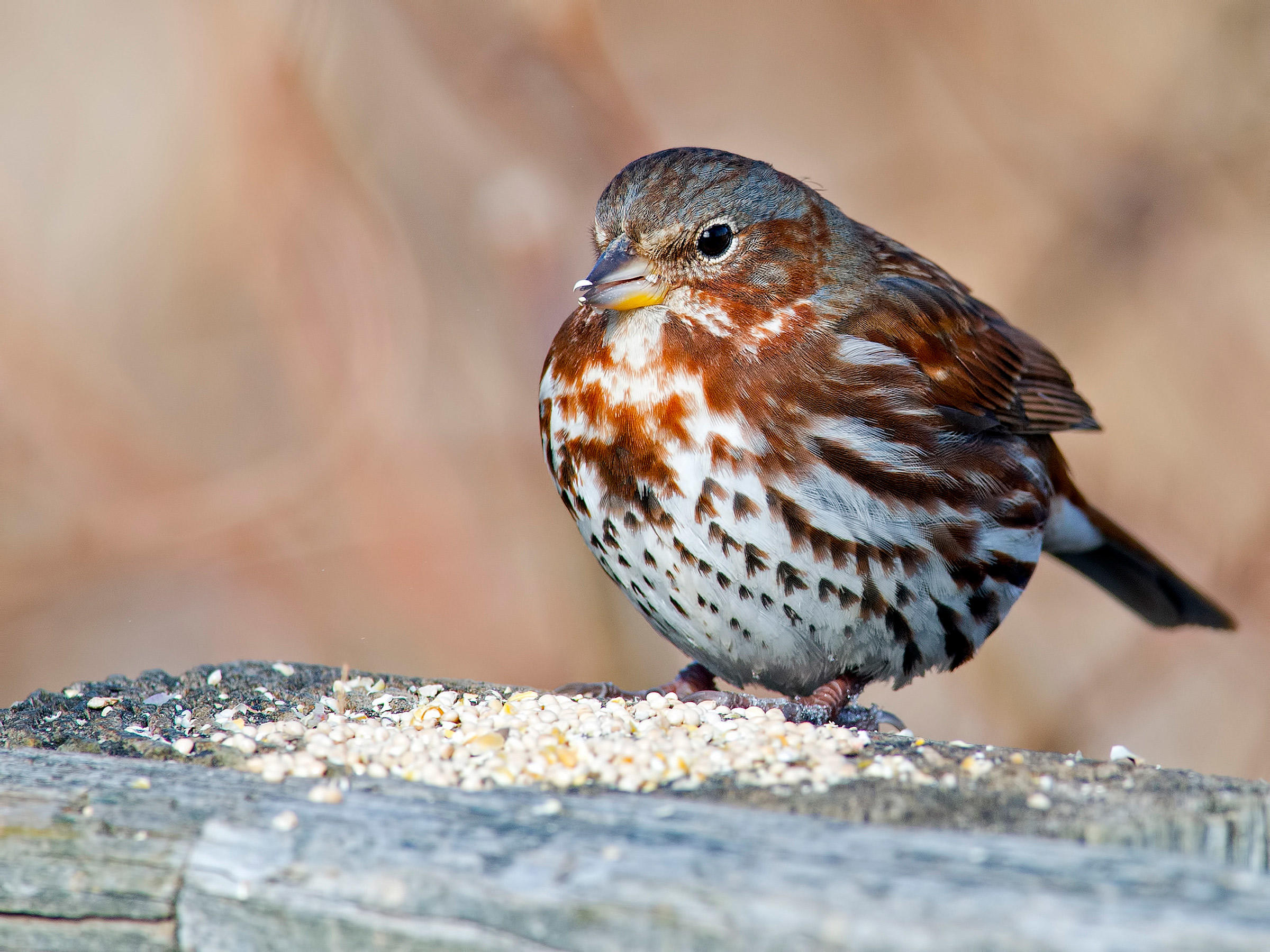 Fox Sparrow | Audubon Field Guide