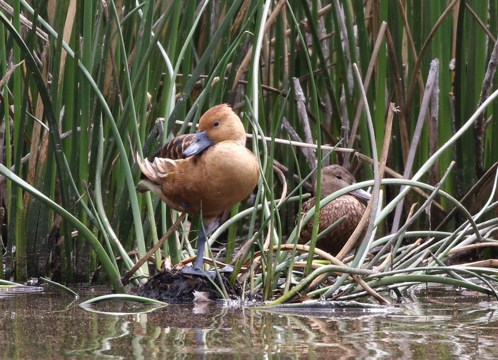 Pijije Canelo | Guía de Aves