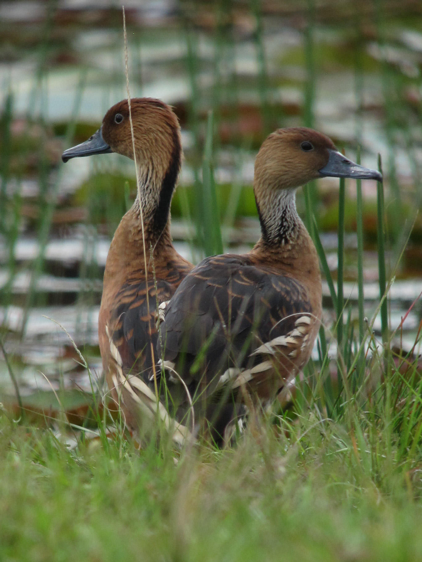 Pijije Canelo | Guía de Aves