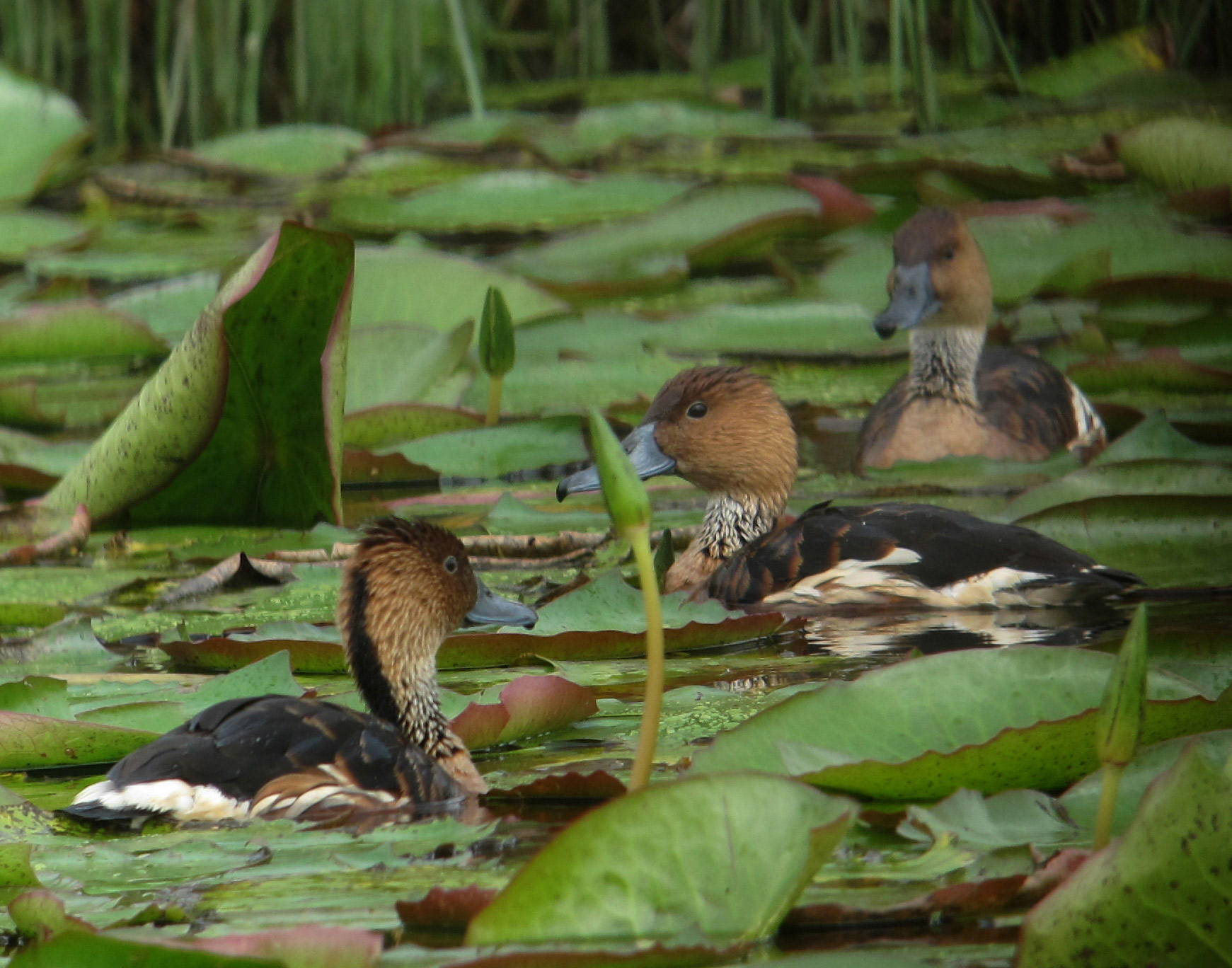 Pijije Canelo | Guía de Aves