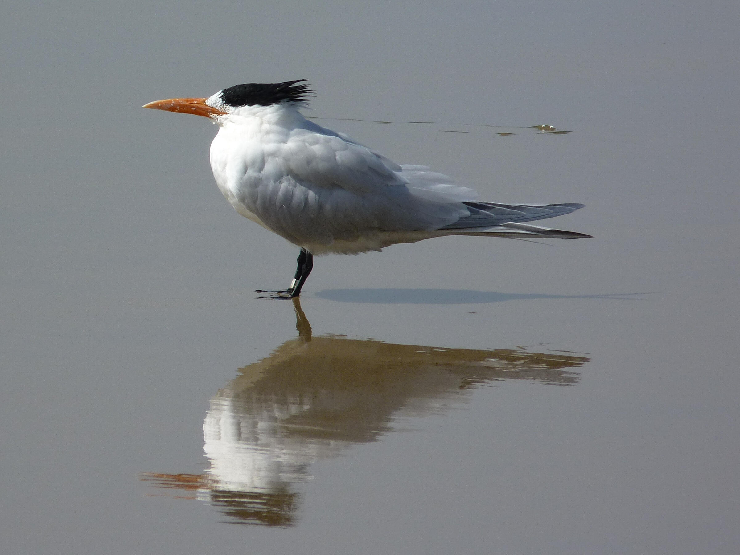 Charrán Elegante | Guía de Aves
